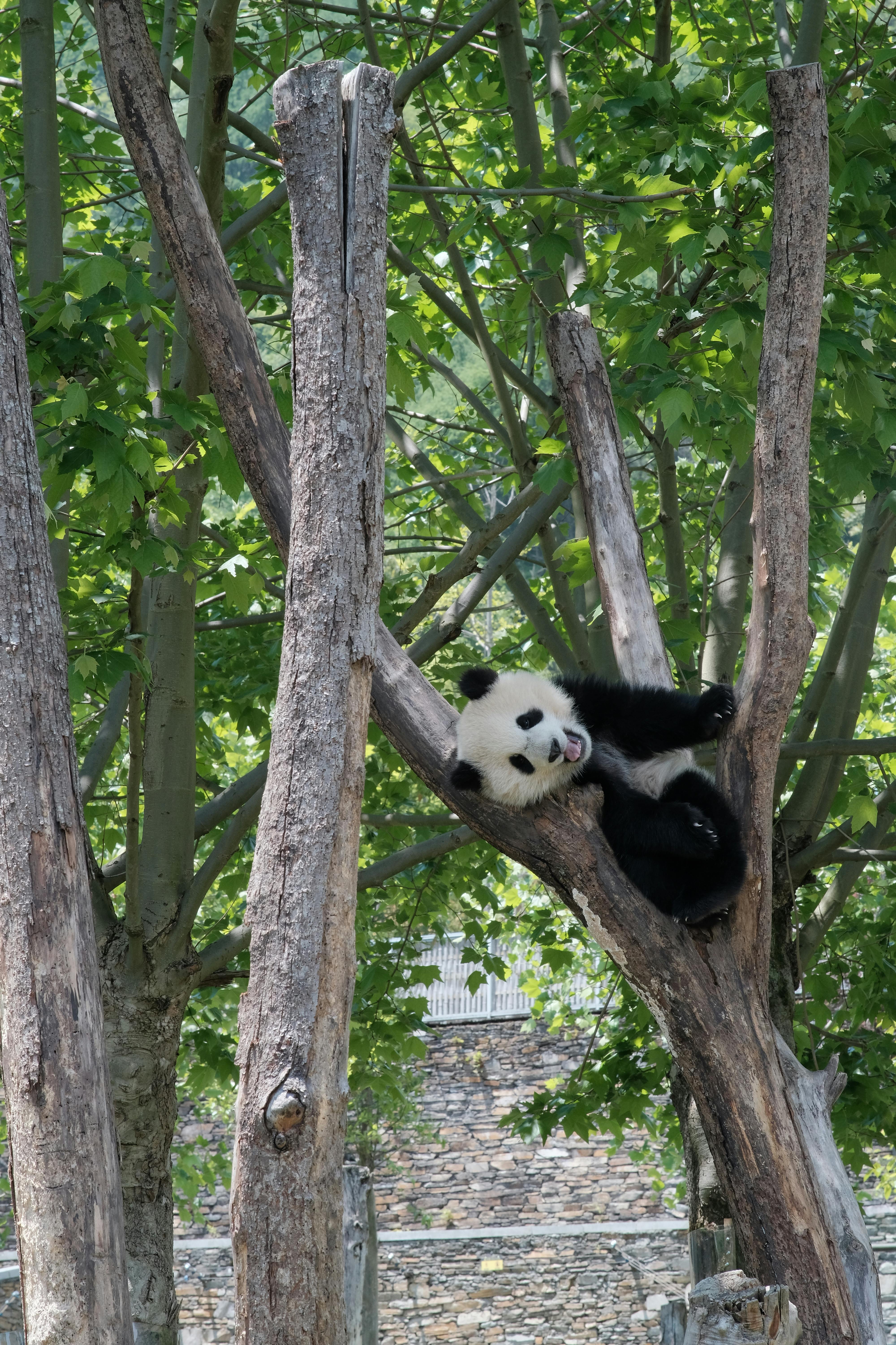 Photo of Red Panda Sleeping on Tree Branch · Free Stock Photo
