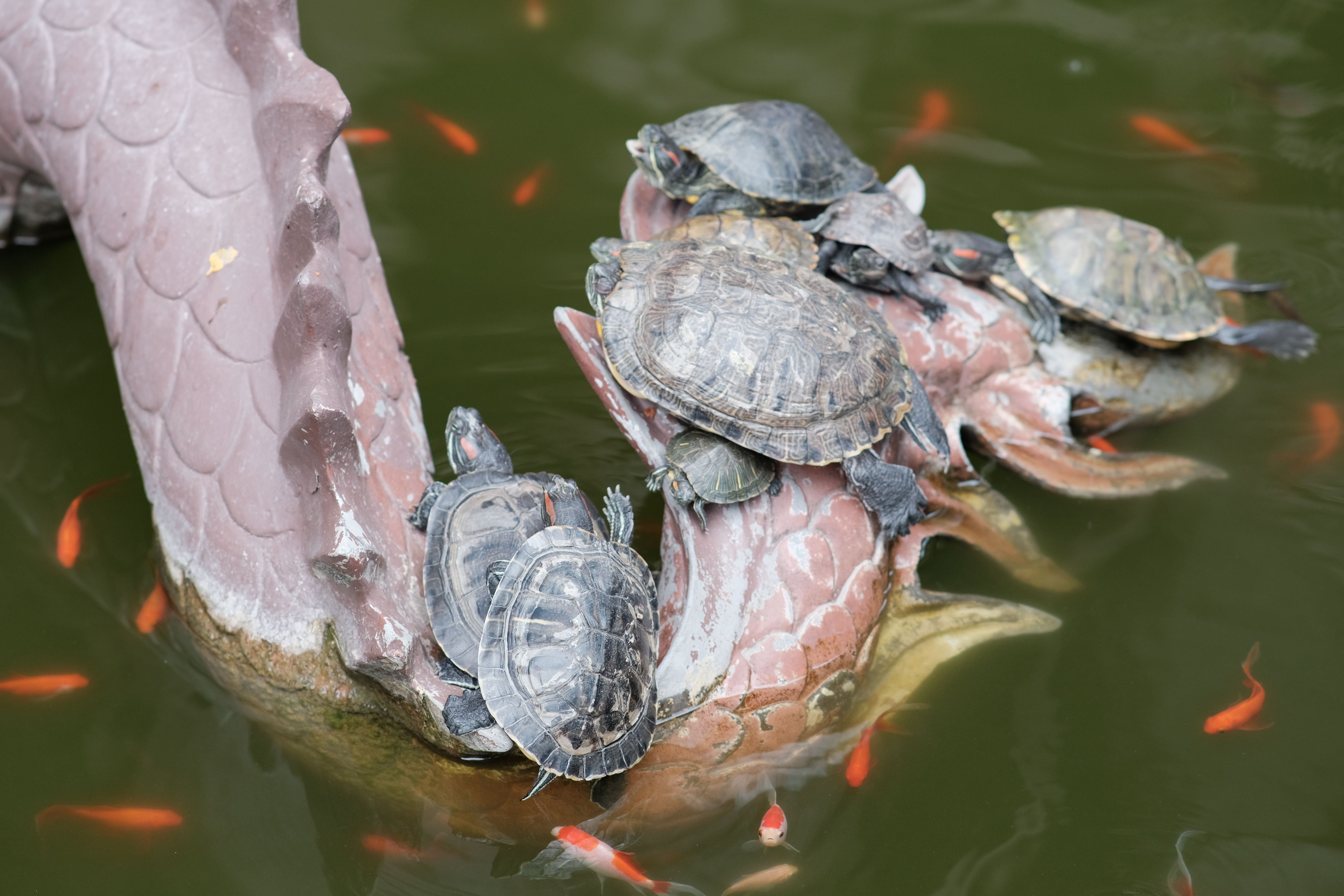 Turtles on Dragon Sculpture in Pond · Free Stock Photo