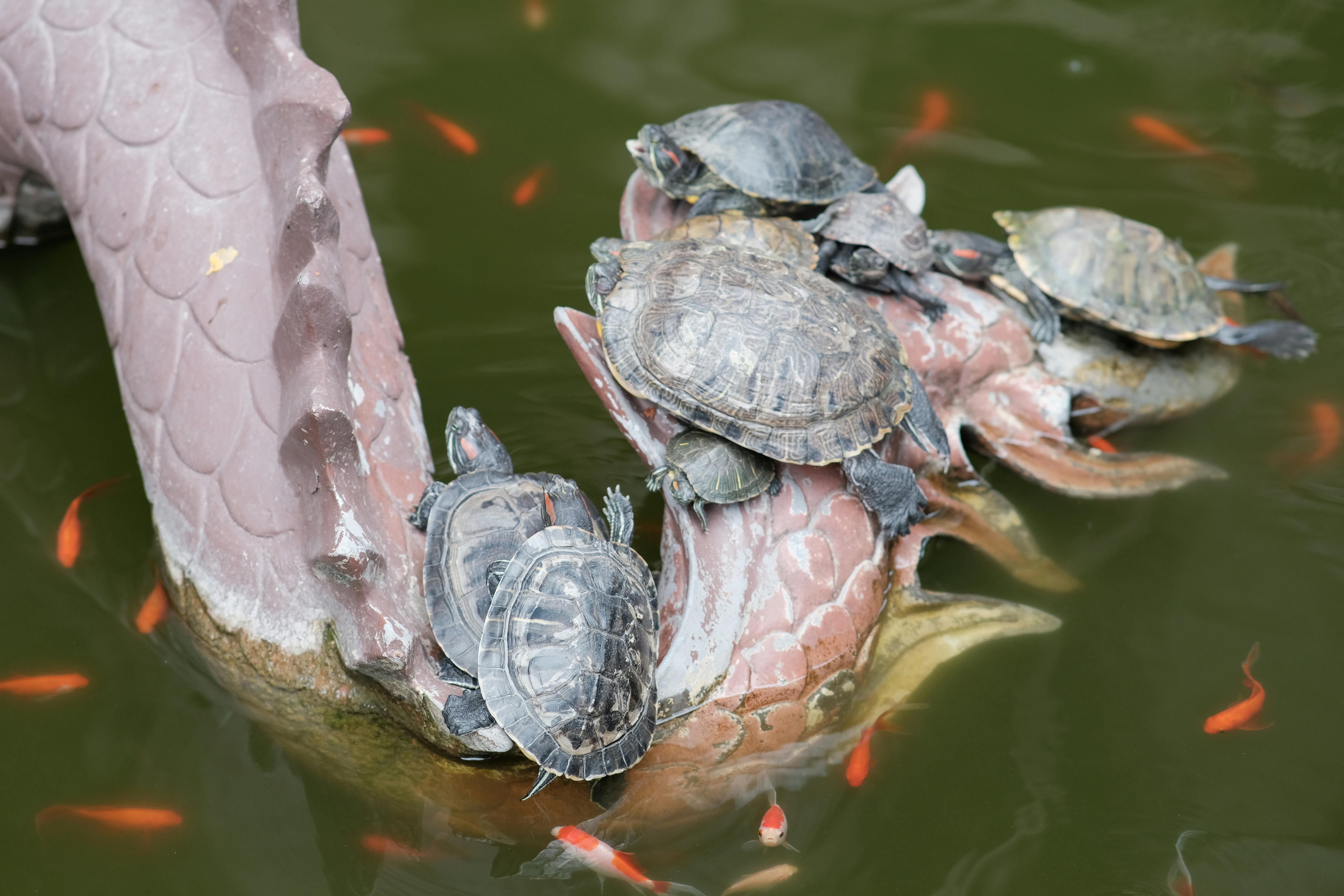 Fish Shirmp Shell Photos, Download The BEST Free Fish Shirmp Shell ...