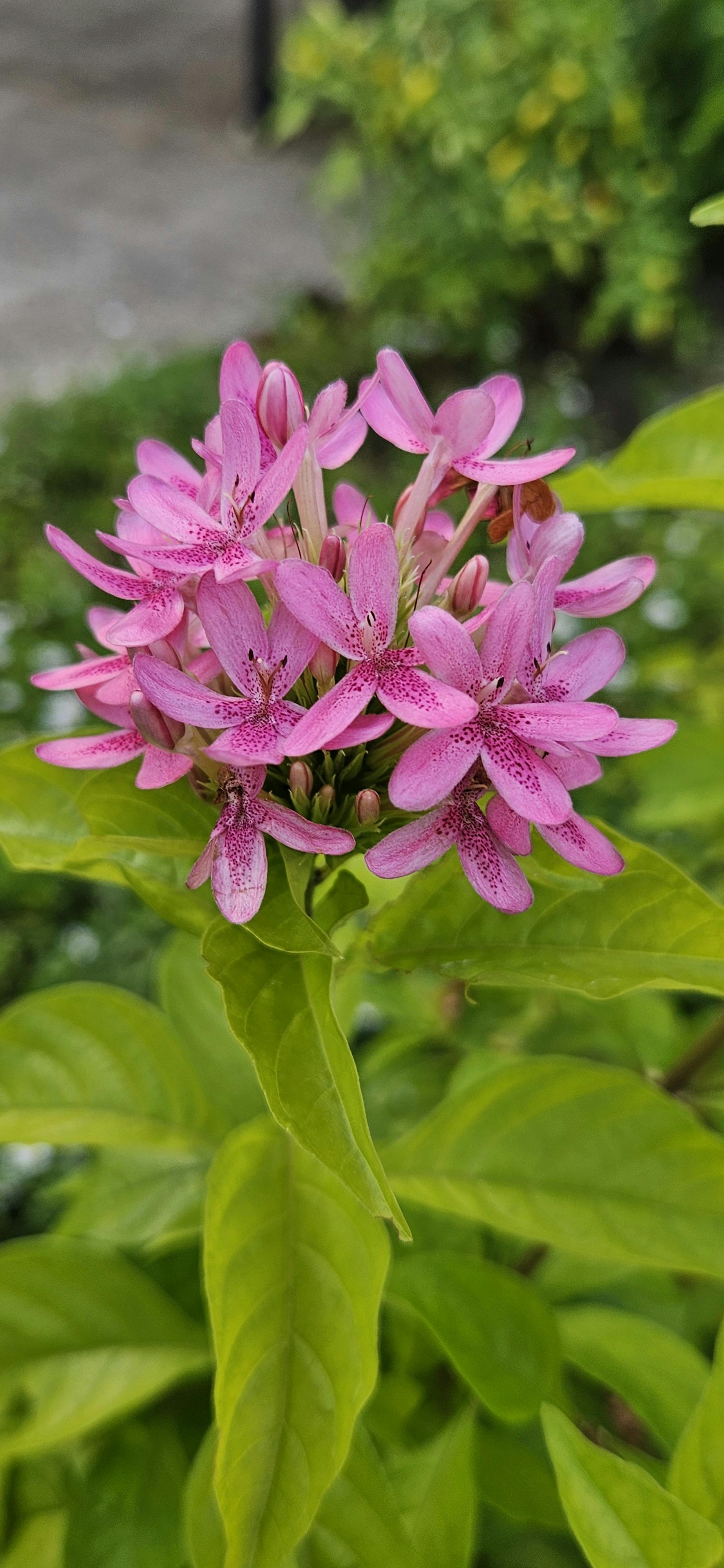 Medina Loh - Photography