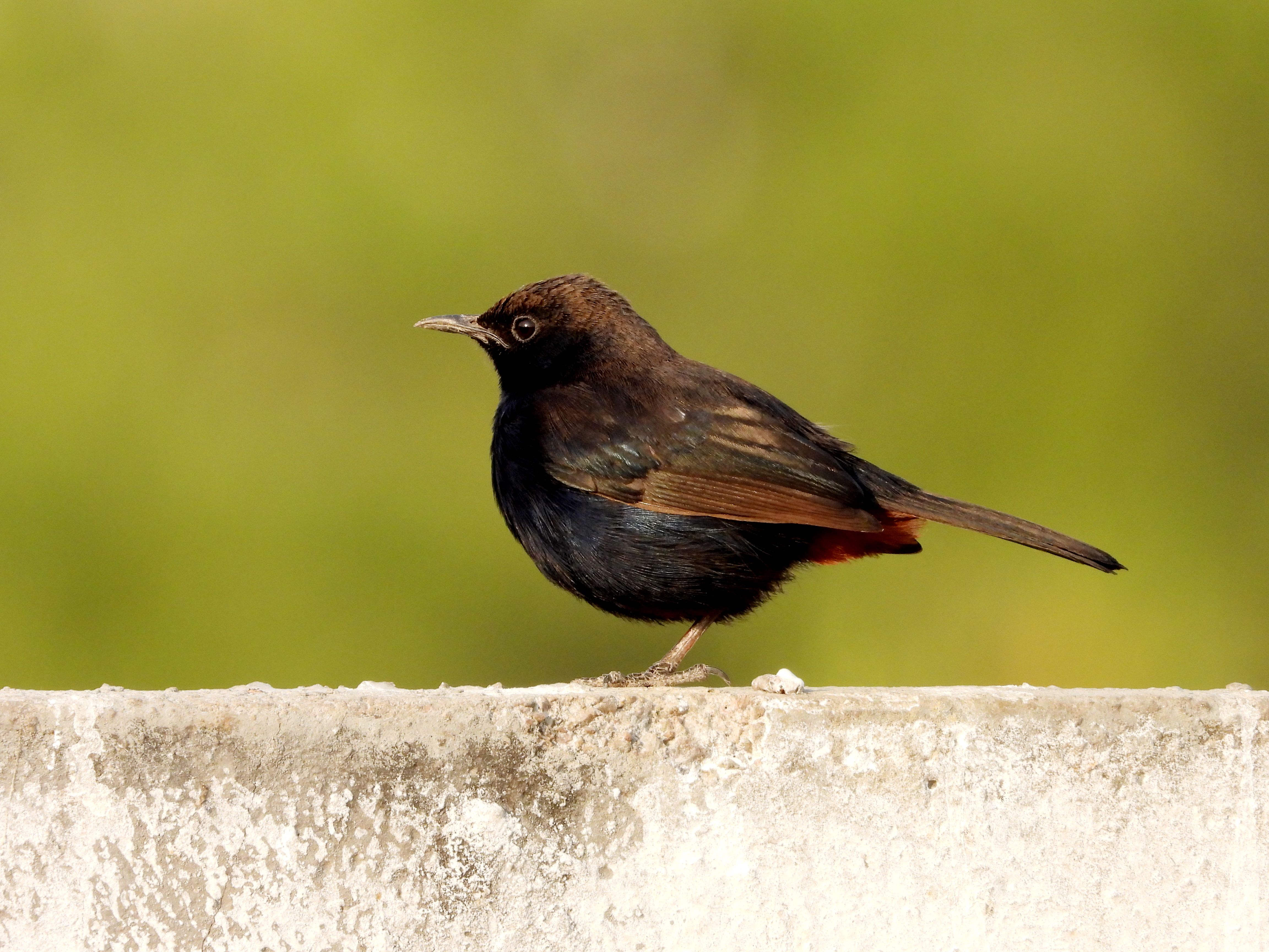 indian robin · Free Stock Photo