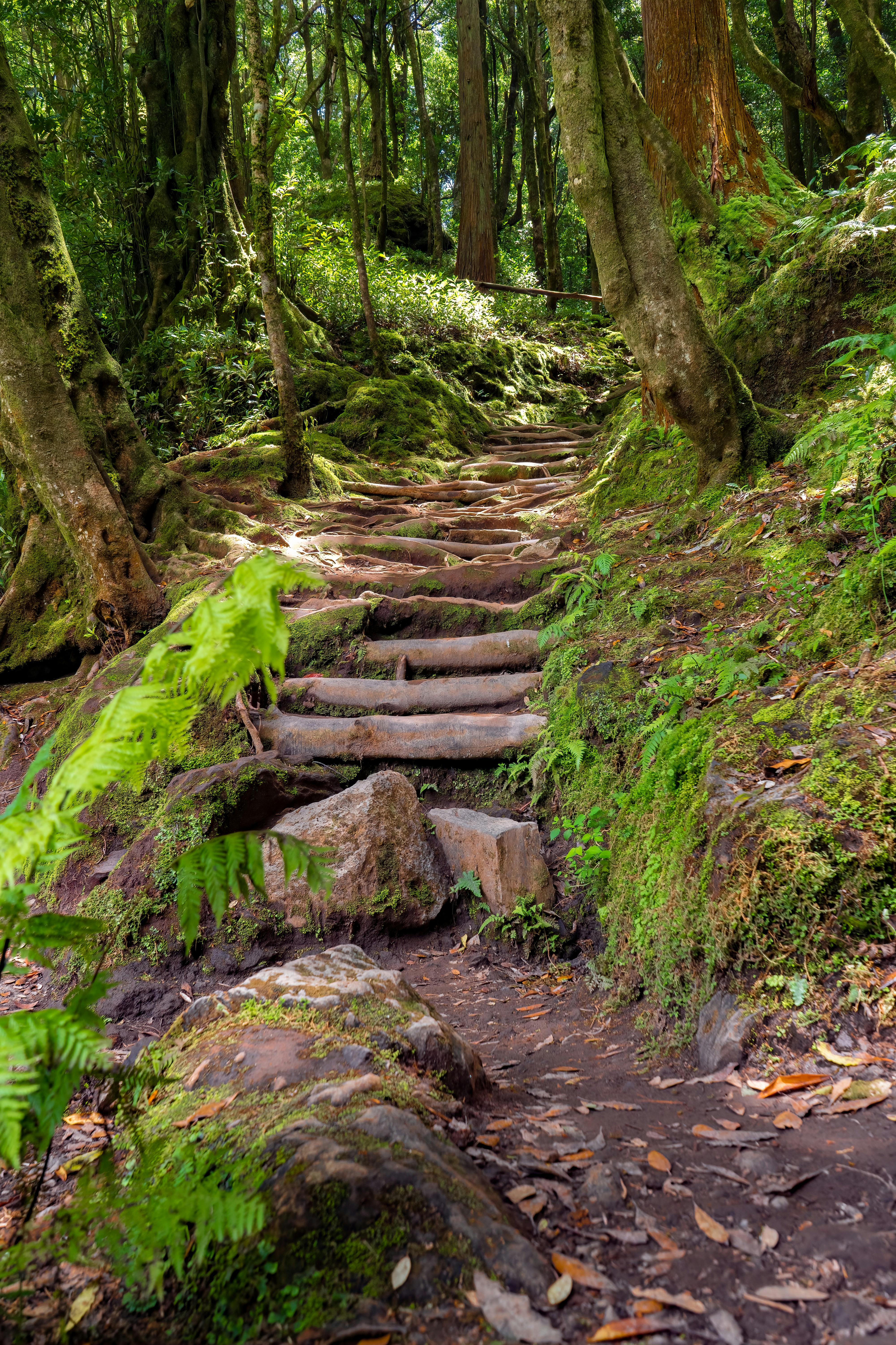 Stairs in a Forest · Free Stock Photo