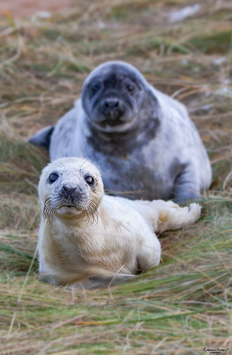 Cute Baby Seals Photos, Download The BEST Free Cute Baby Seals Stock ...