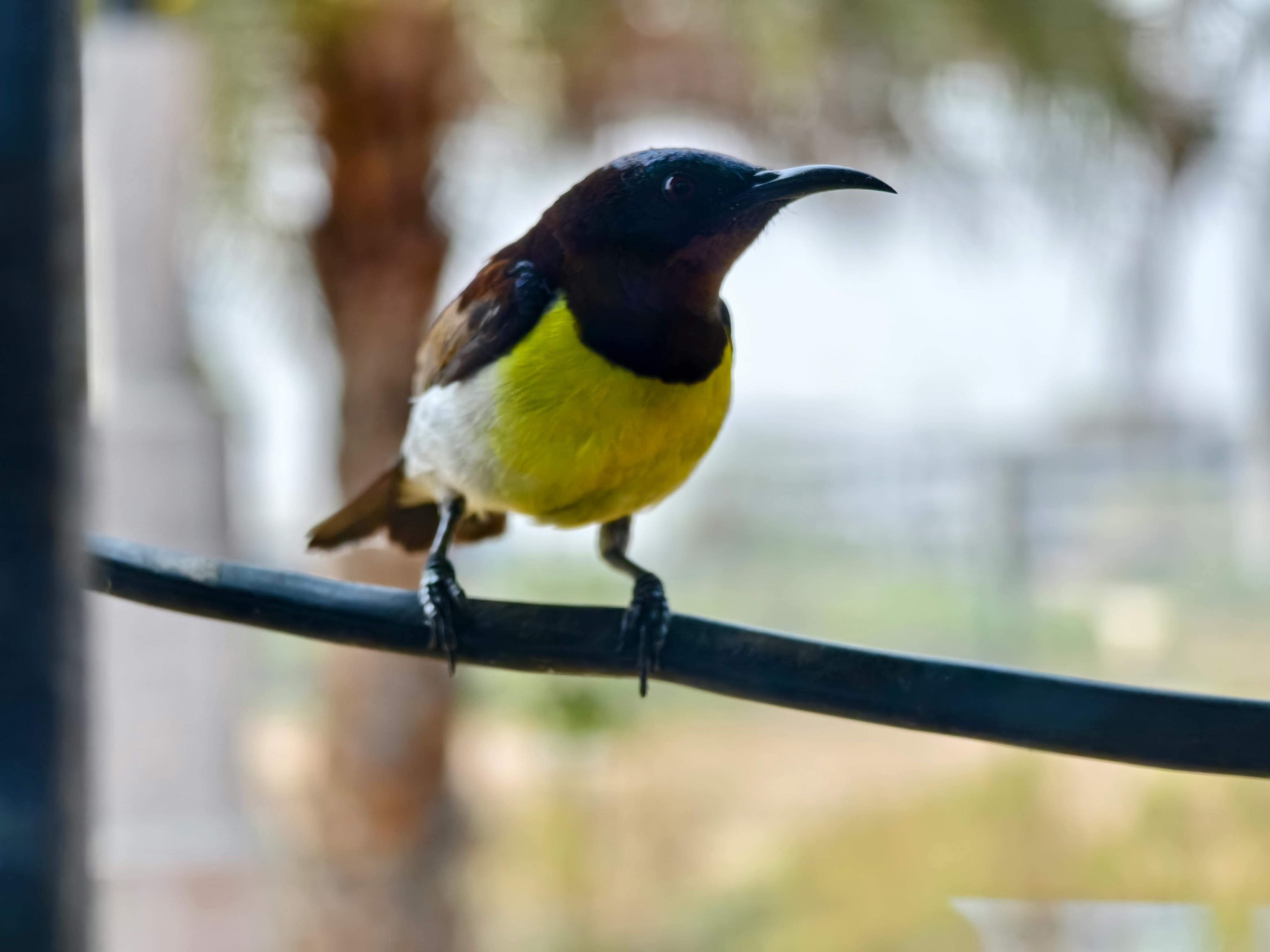 Garuda - Photography