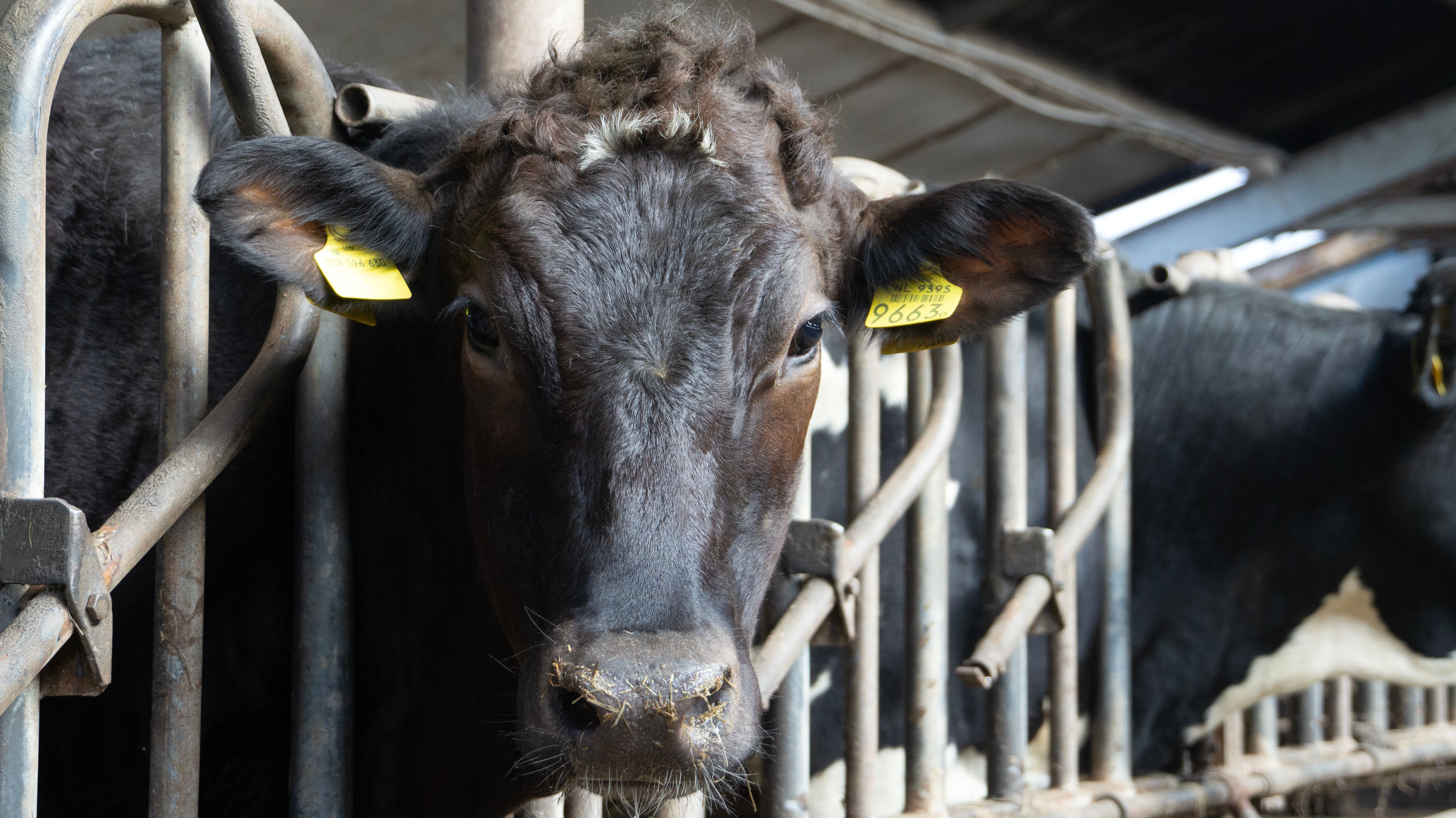 Cow in a Barn · Free Stock Photo