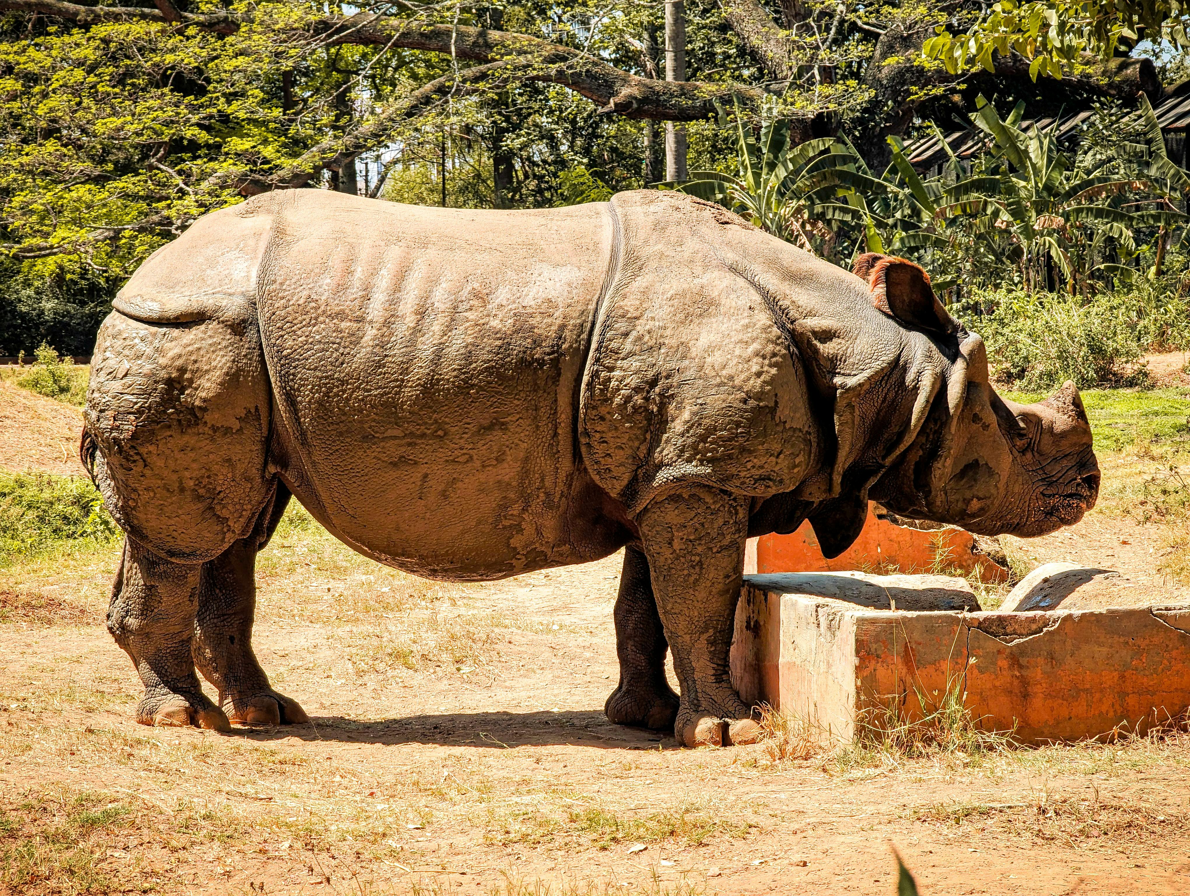 Rhinoceros in the Zoo Enclosure · Free Stock Photo