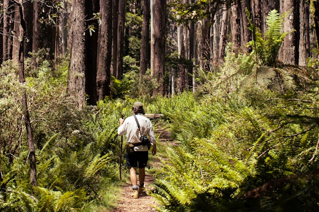 Discovering the Australian Cavapoo: Perfect Family Companion