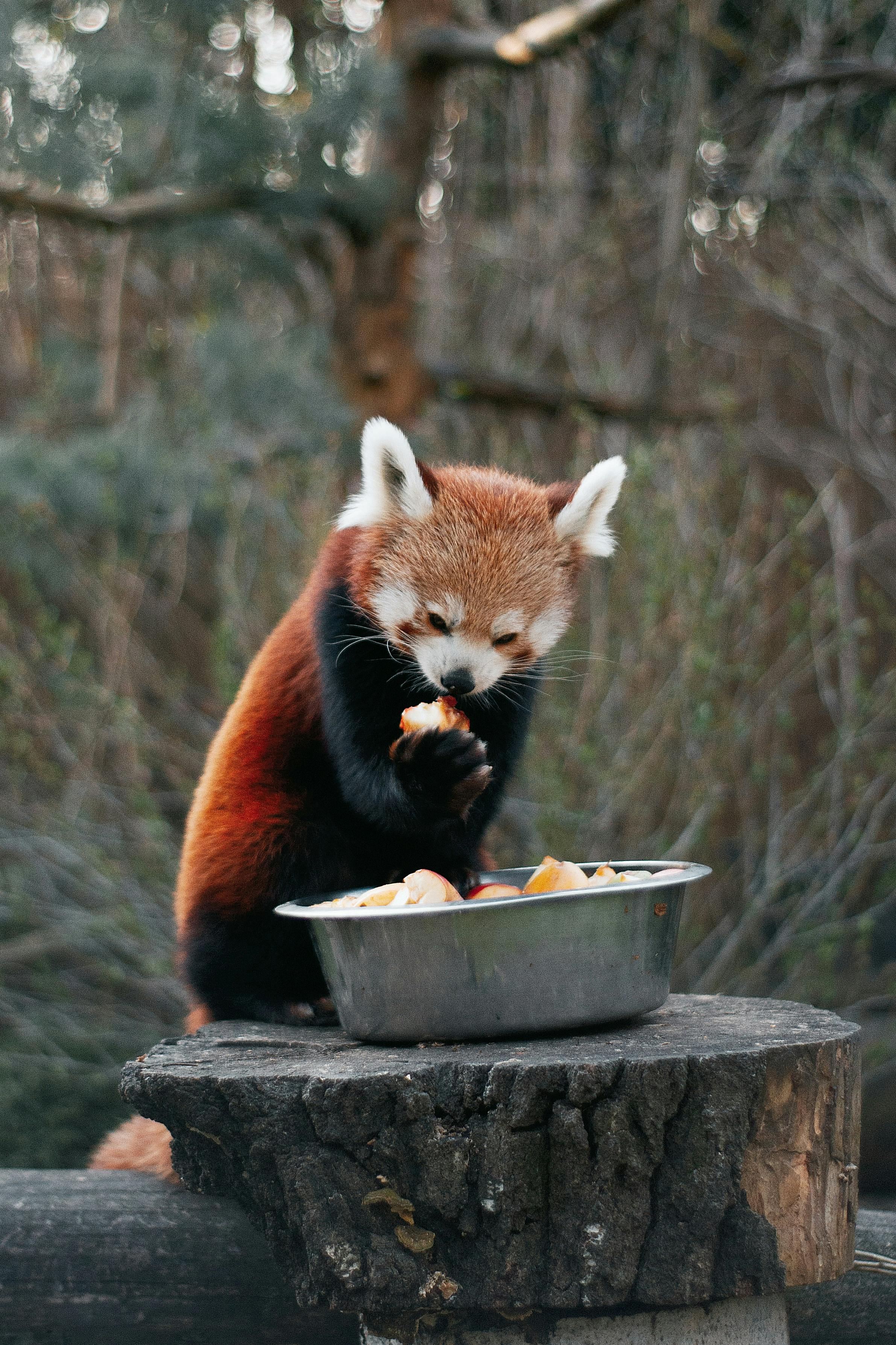 Red Panda Eating from a Bowl in the Zoo Enclosure · Free Stock Photo