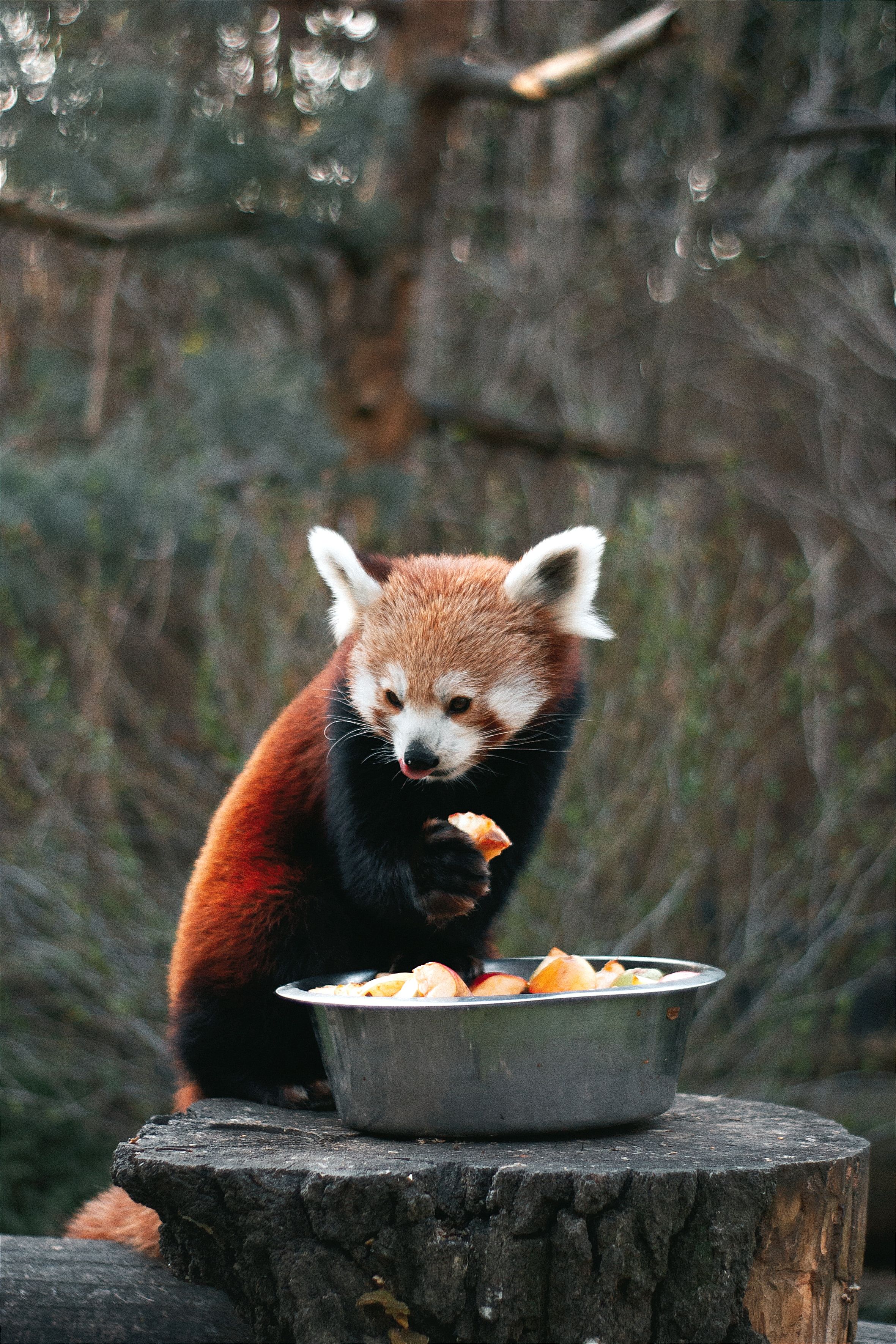 Red Panda in the Zoo Enclosure · Free Stock Photo