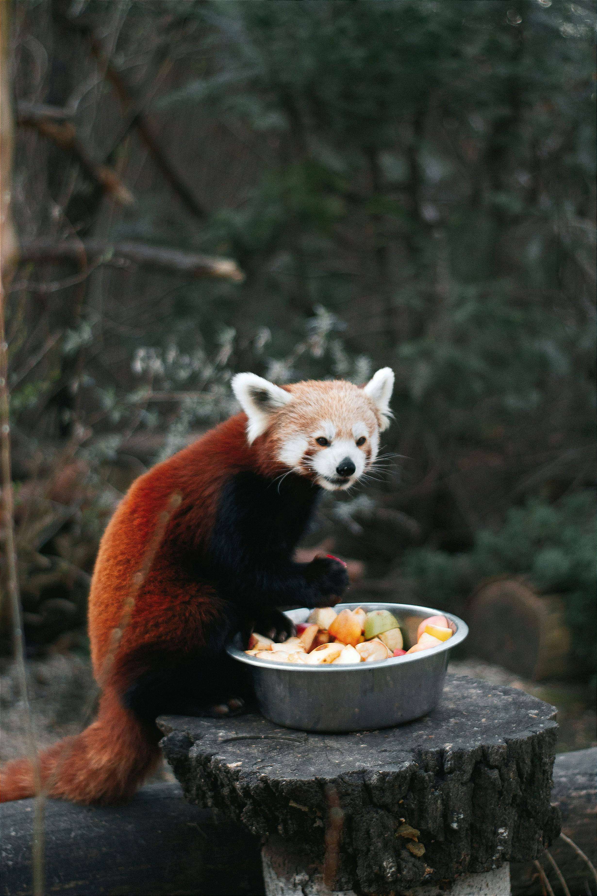 Red Panda Eating Chopped Fruit from a Bowl · Free Stock Photo