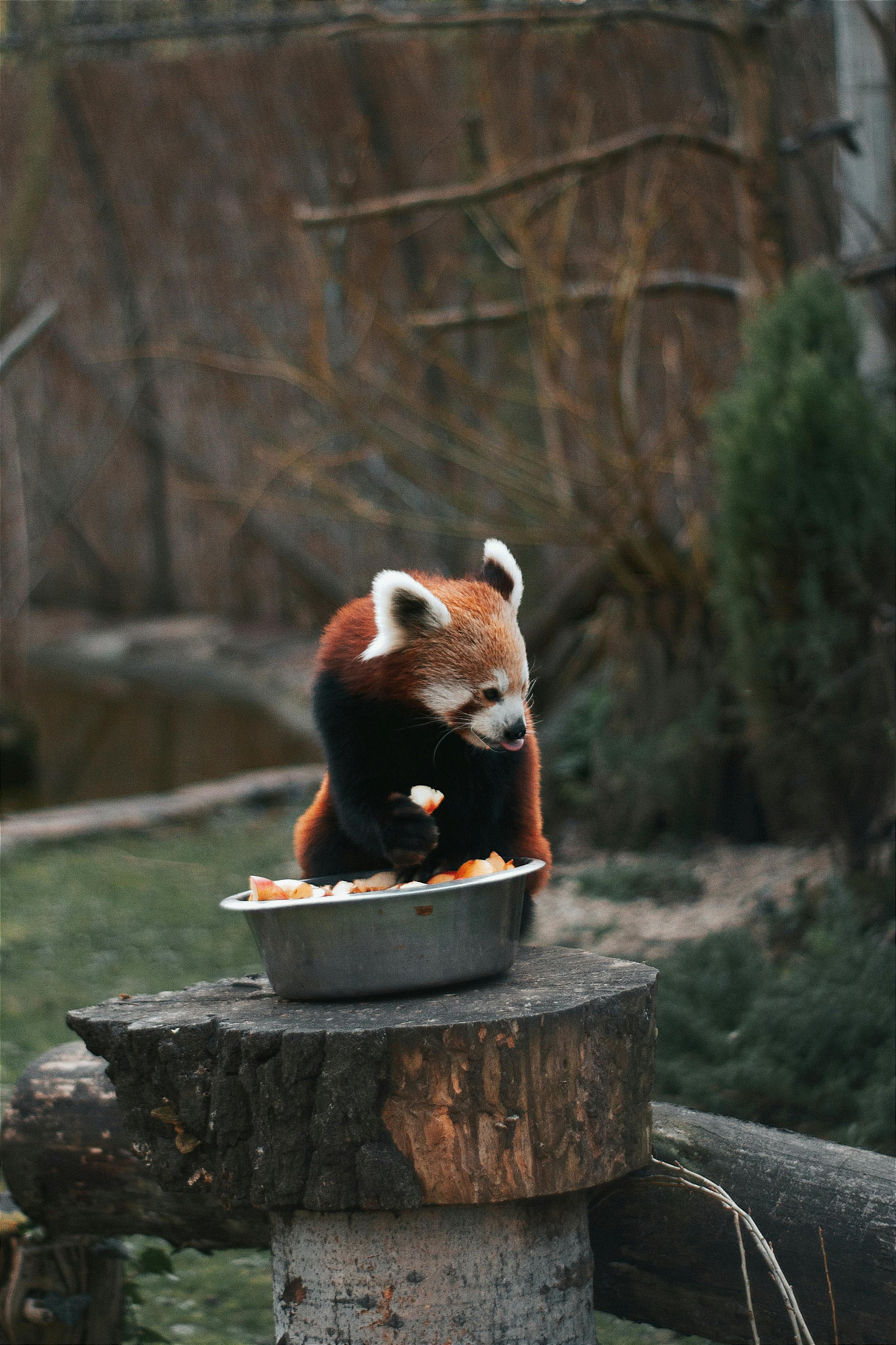 Red Panda Eating Sliced Fruit · Free Stock Photo