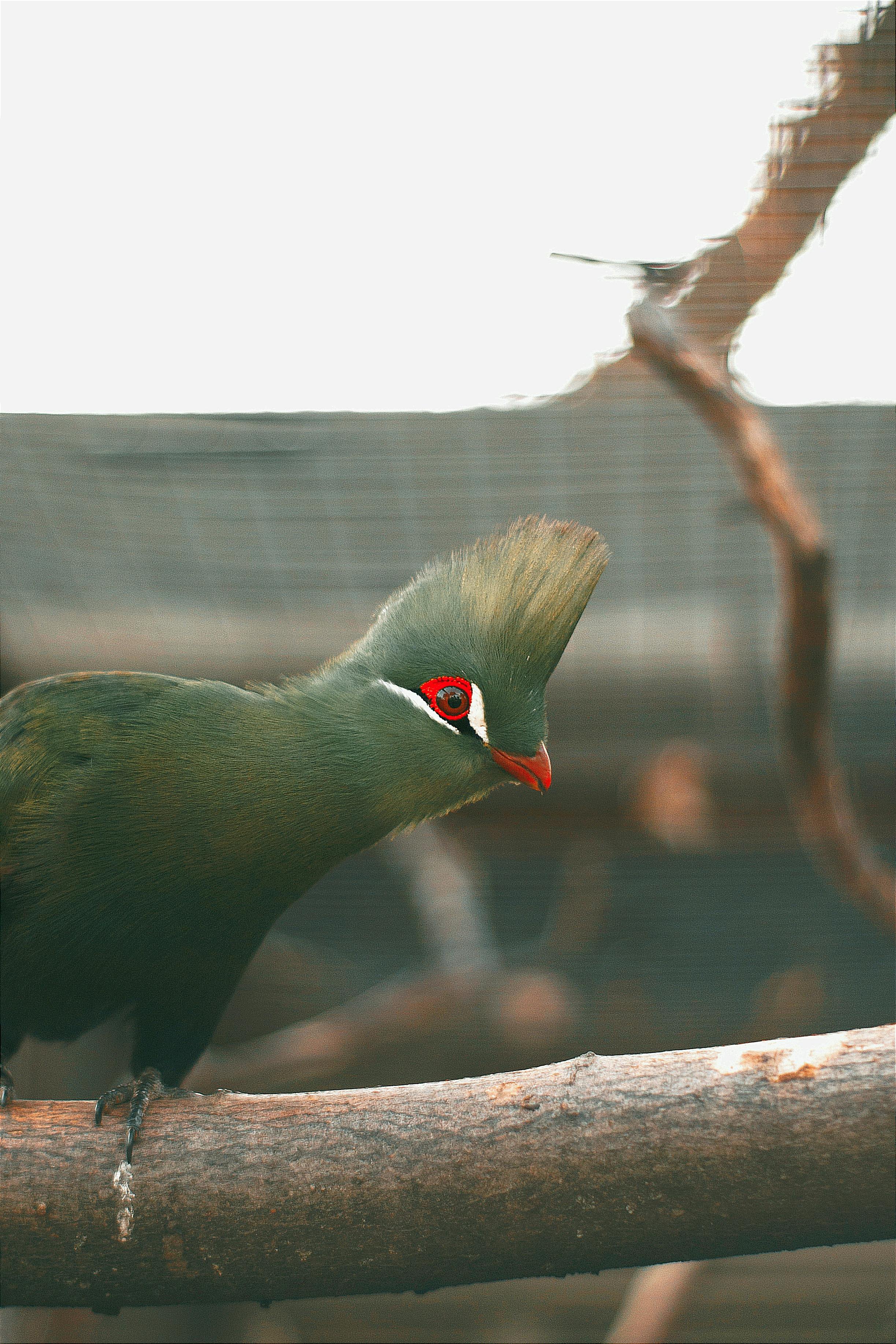 Livingstone Turaco Bird · Free Stock Photo