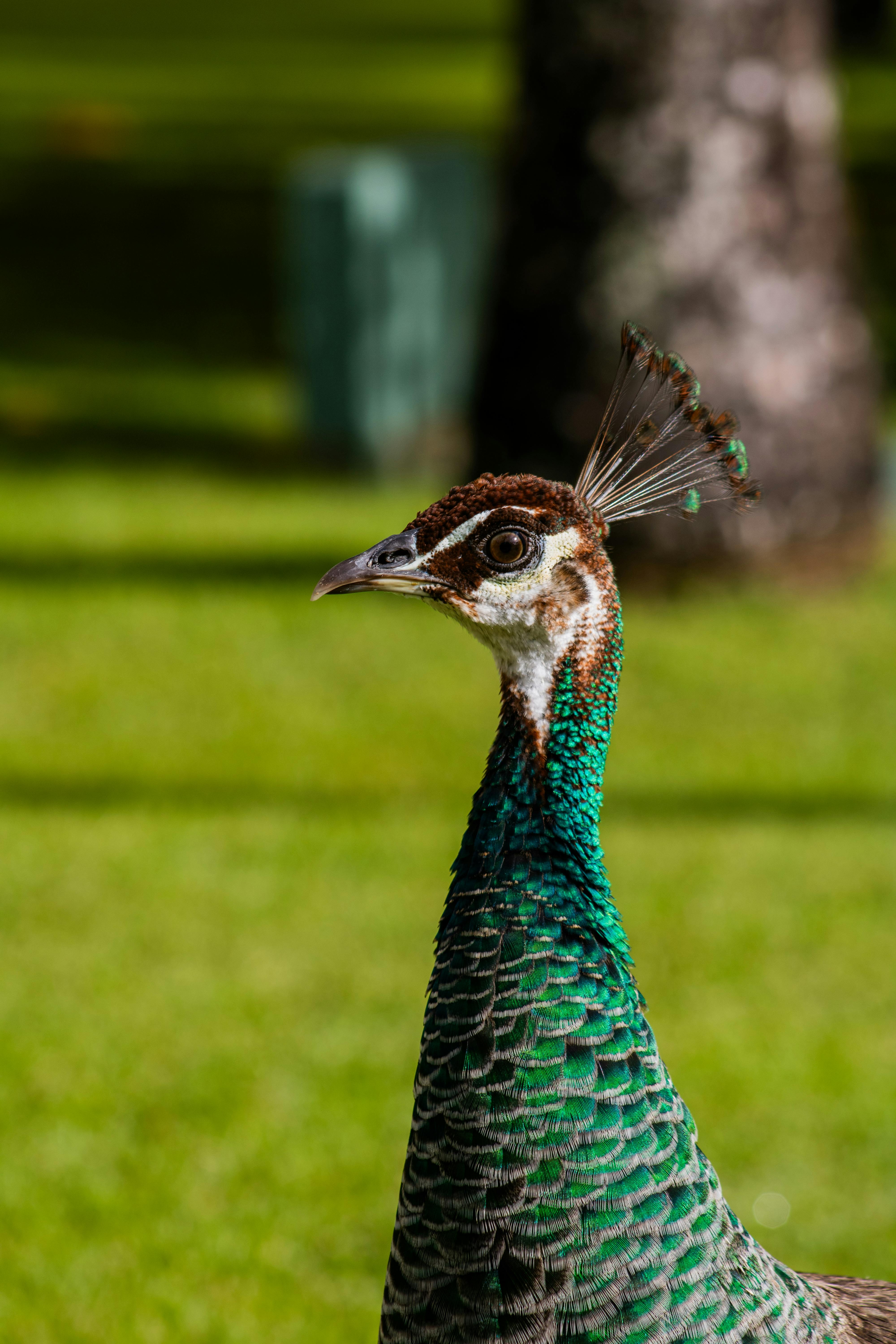 Close up of a Peafowl · Free Stock Photo