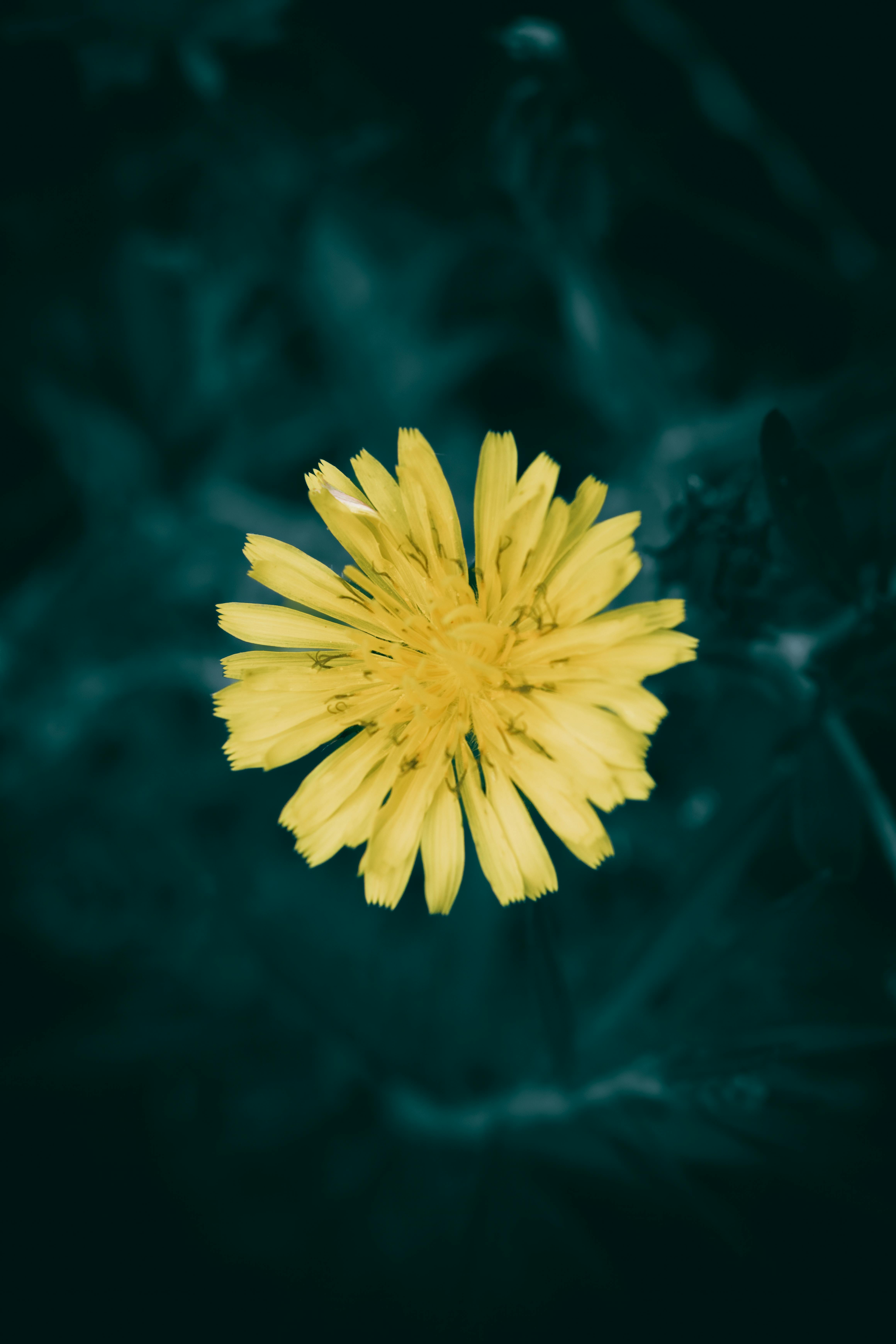 A close up of a yellow Bristly Hawksbeard flower · Free Stock Photo