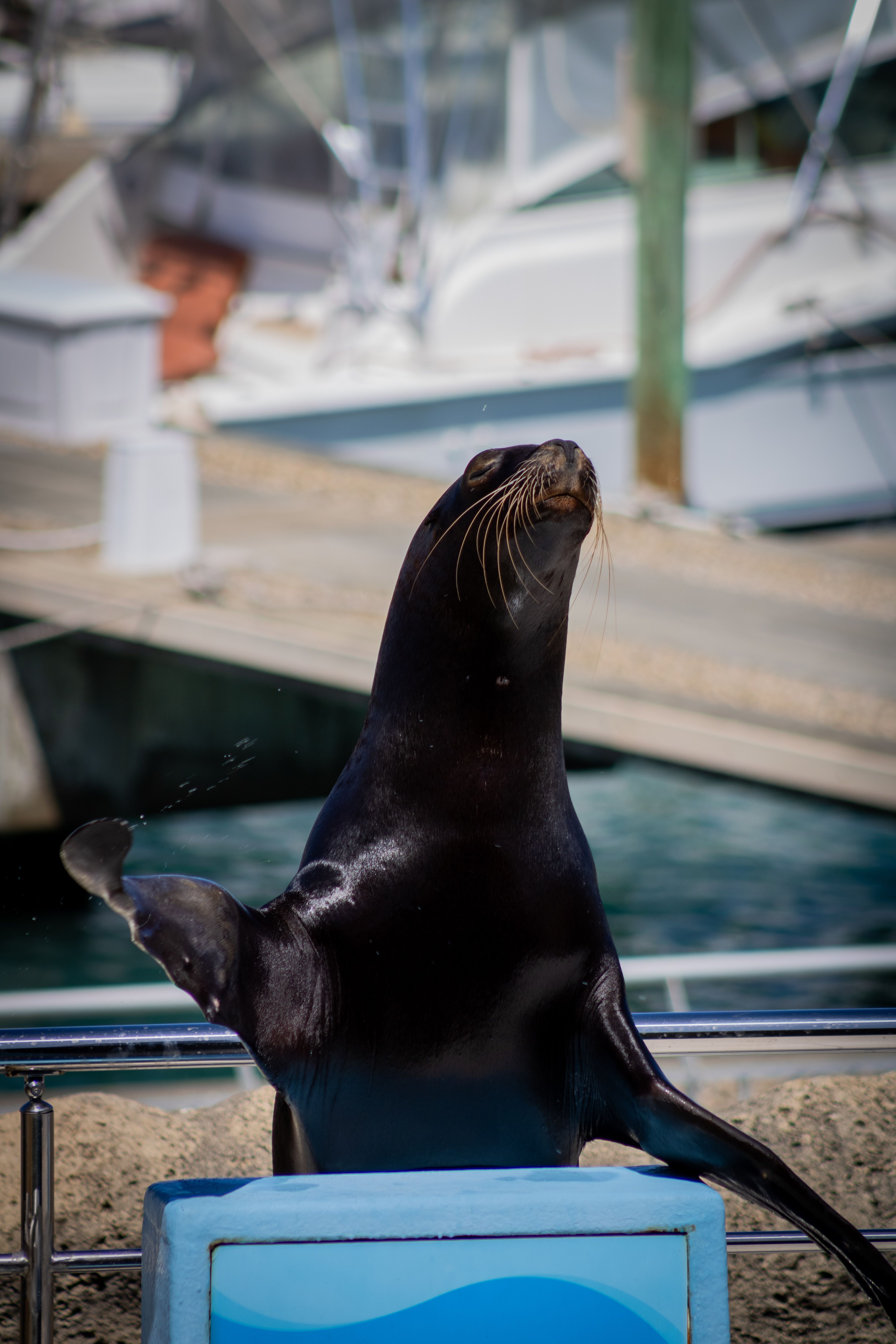 Seal Show Photos, Download The BEST Free Seal Show Stock Photos & HD Images