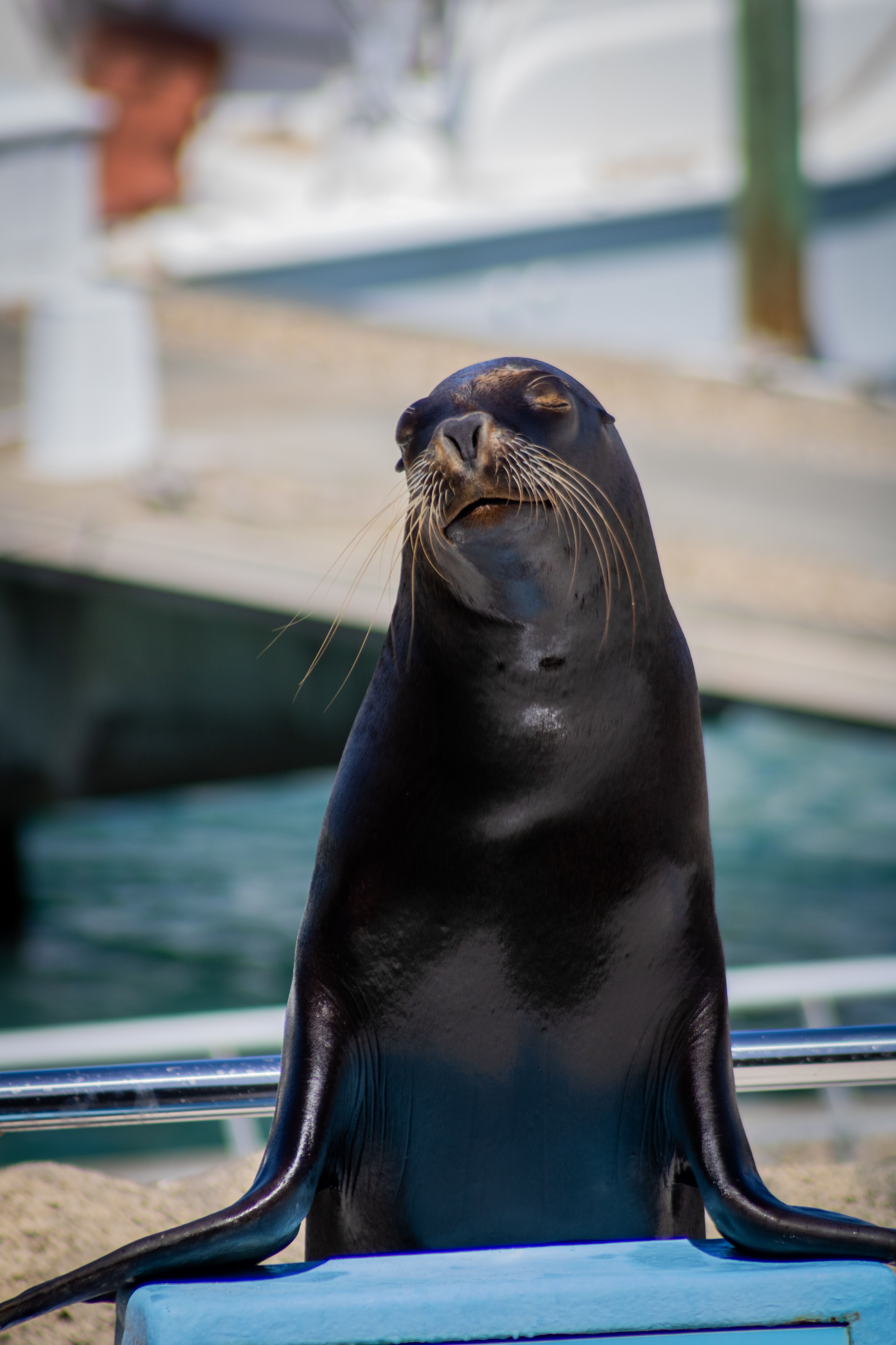 A Seal in a Port · Free Stock Photo