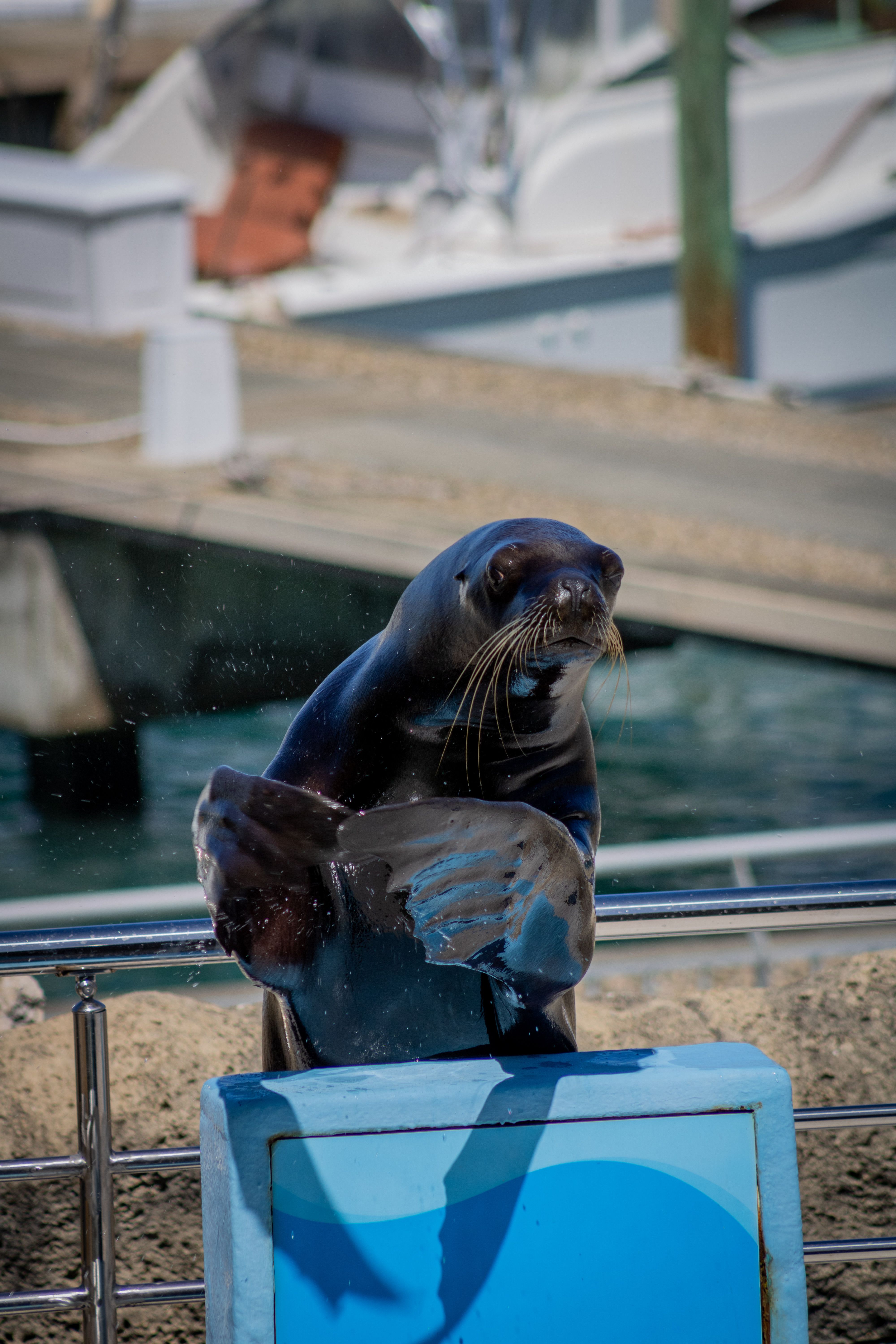 Seal Standing on Promenade · Free Stock Photo