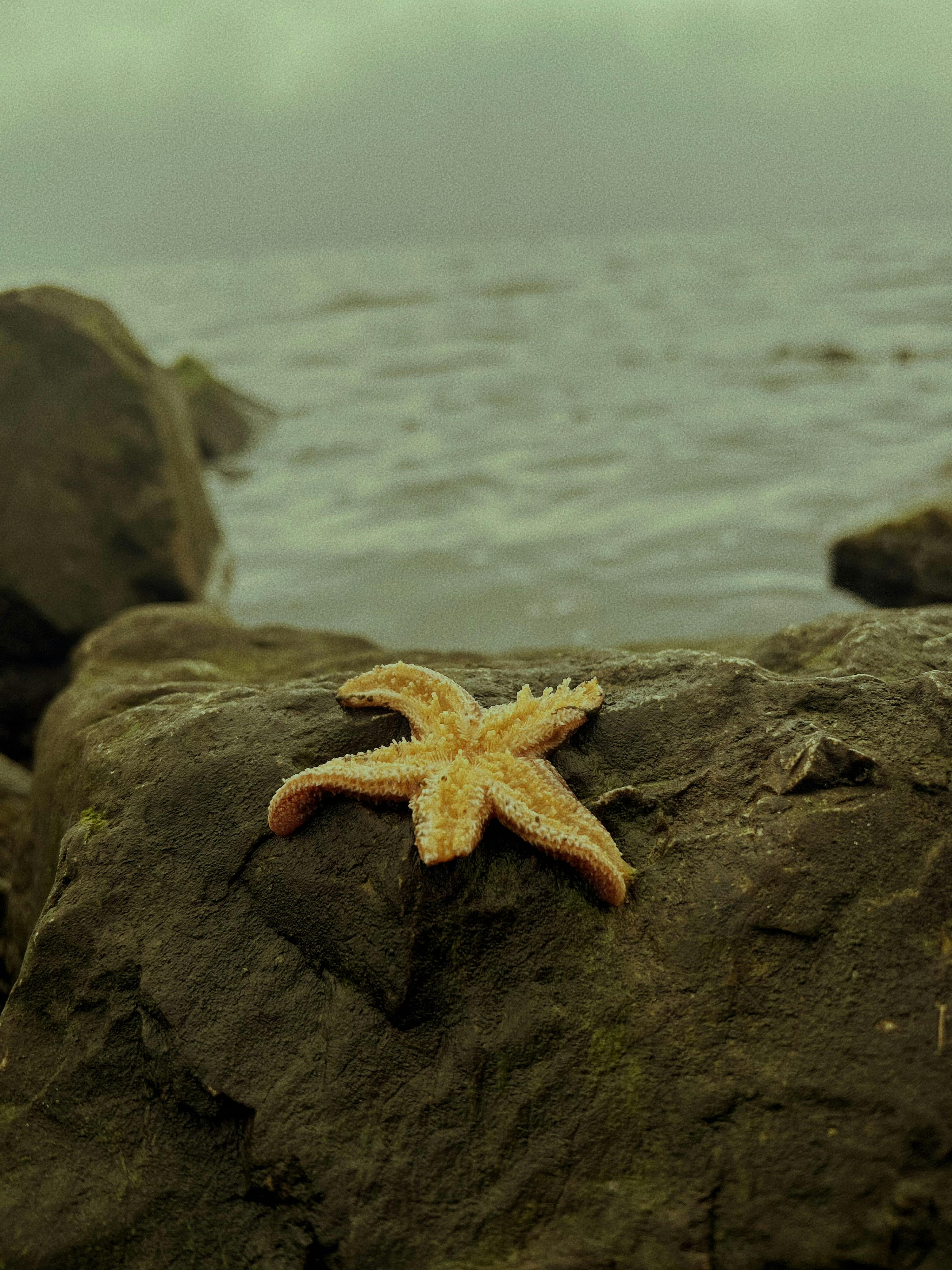 Starfishes on the Beach · Free Stock Photo