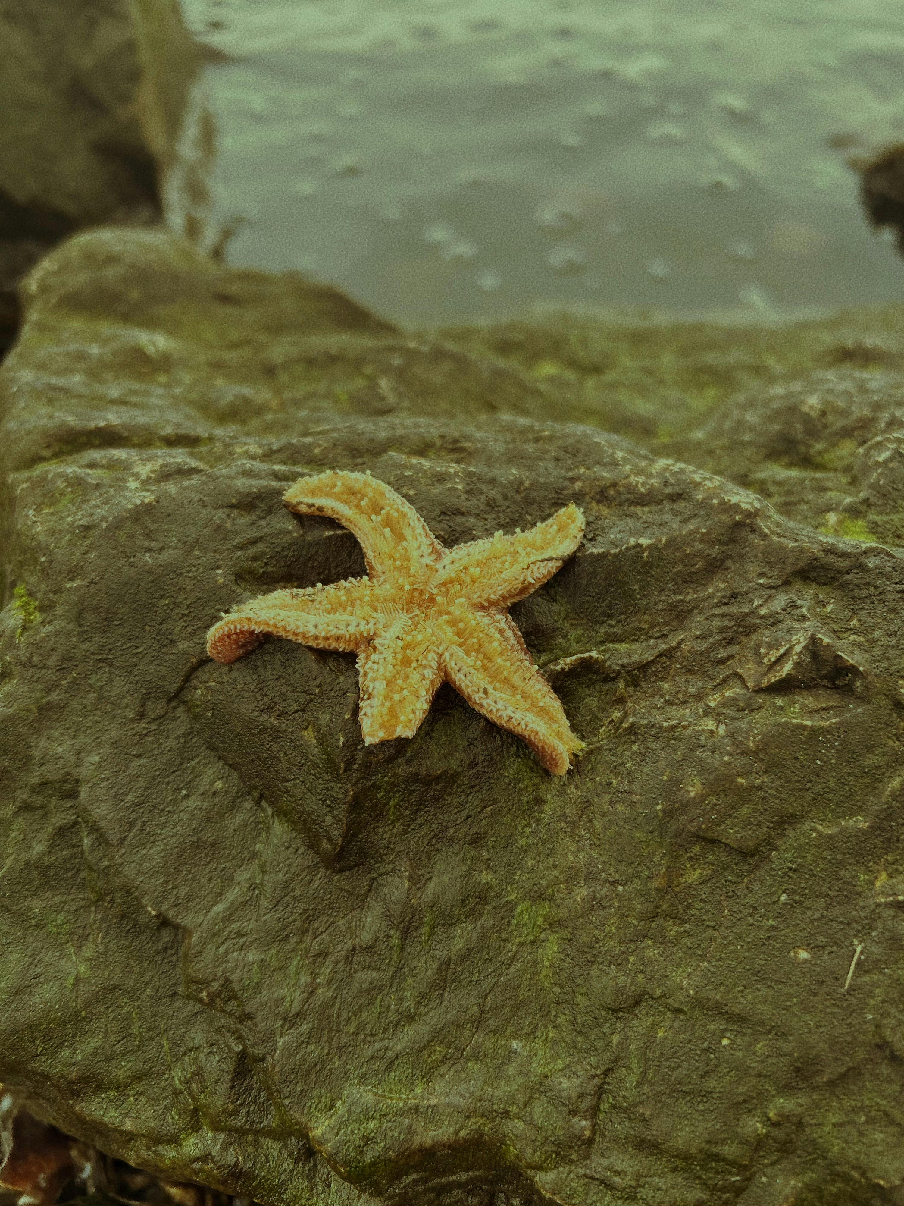 Starfish on Rock on Sea Shore · Free Stock Photo