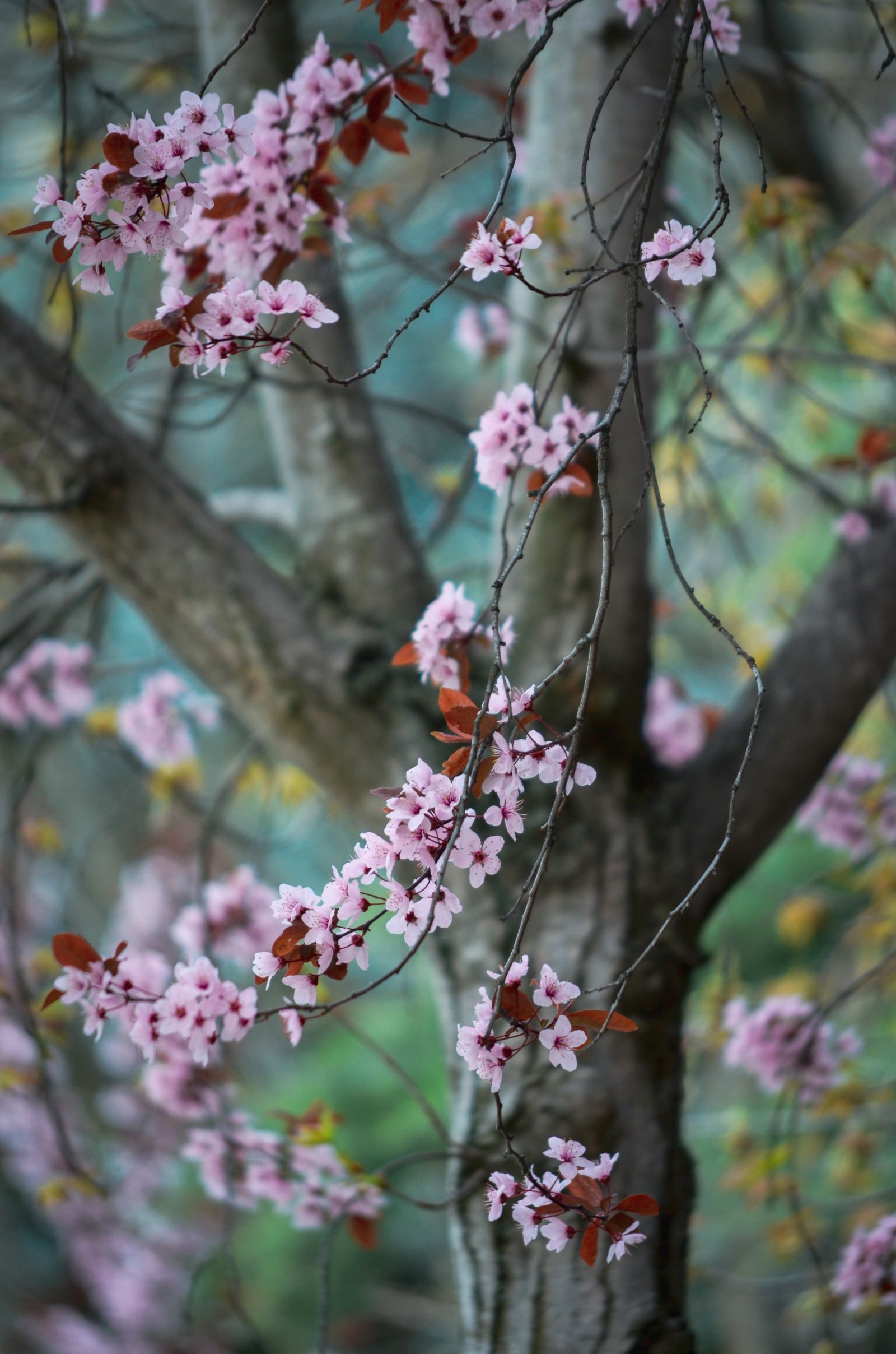 Cherry Branches Photos, Download The BEST Free Cherry Branches Stock ...