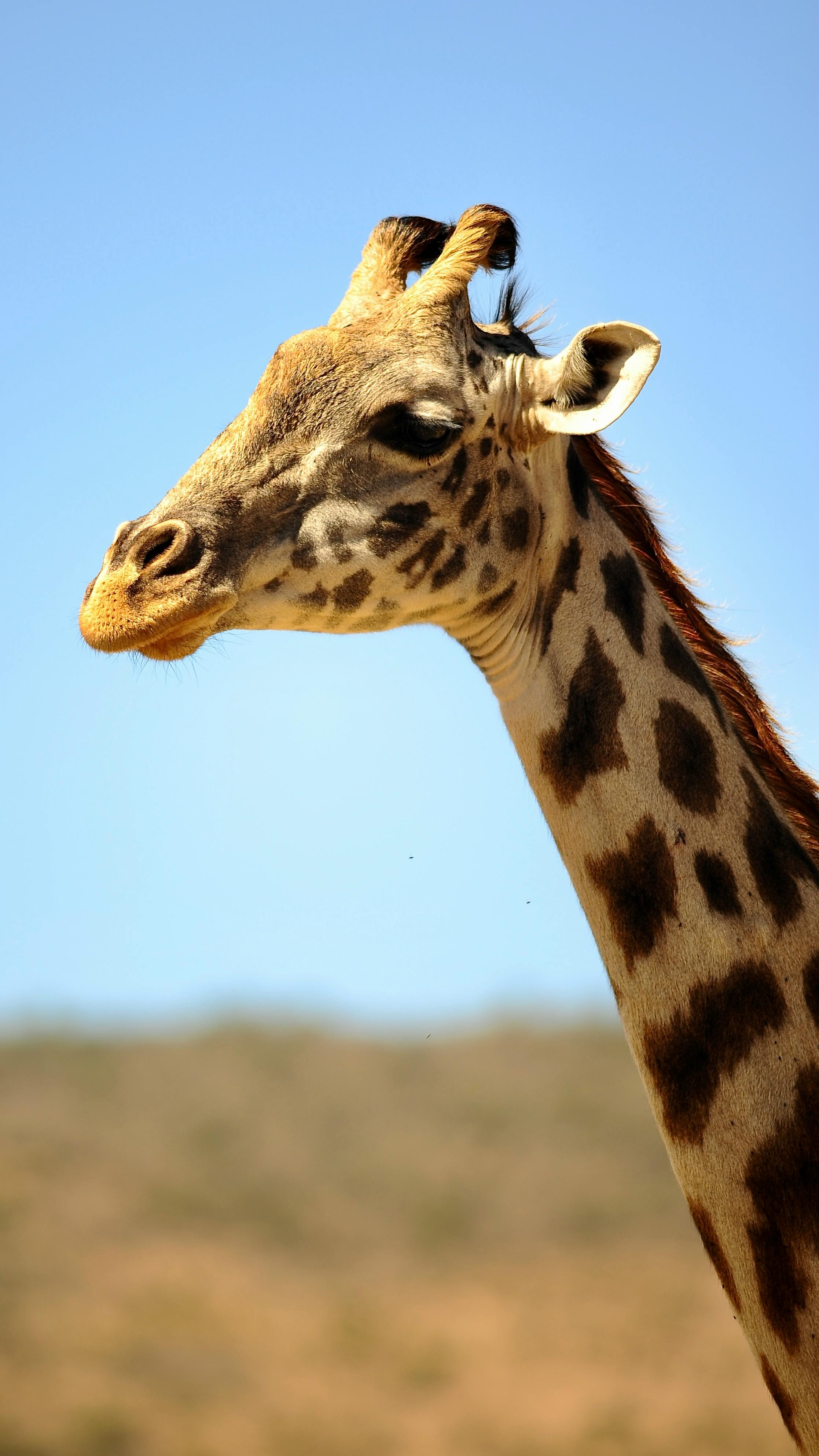 Portrait of Giraffe · Free Stock Photo