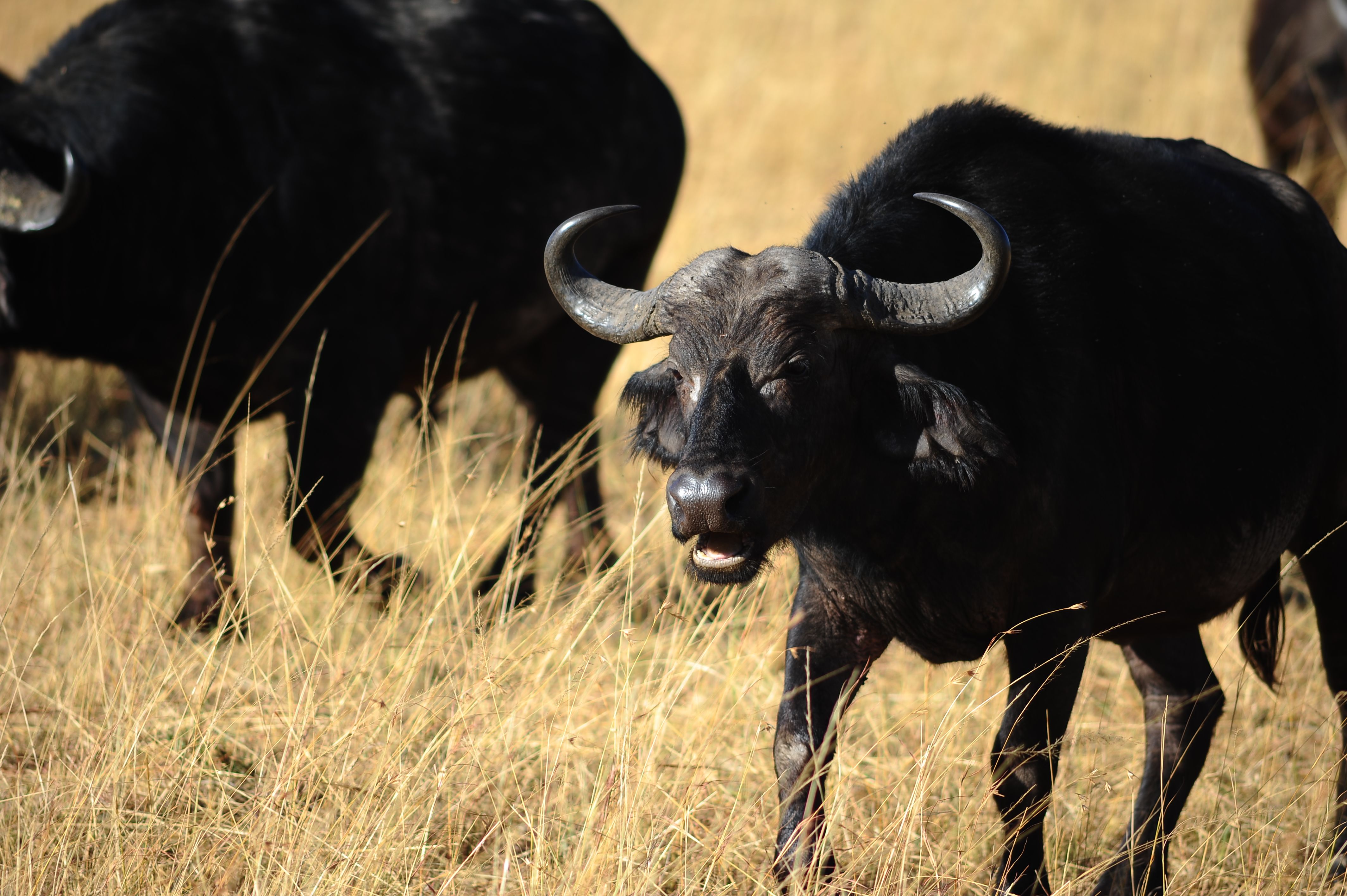 African Buffalo in a Wildlife Reserve · Free Stock Photo