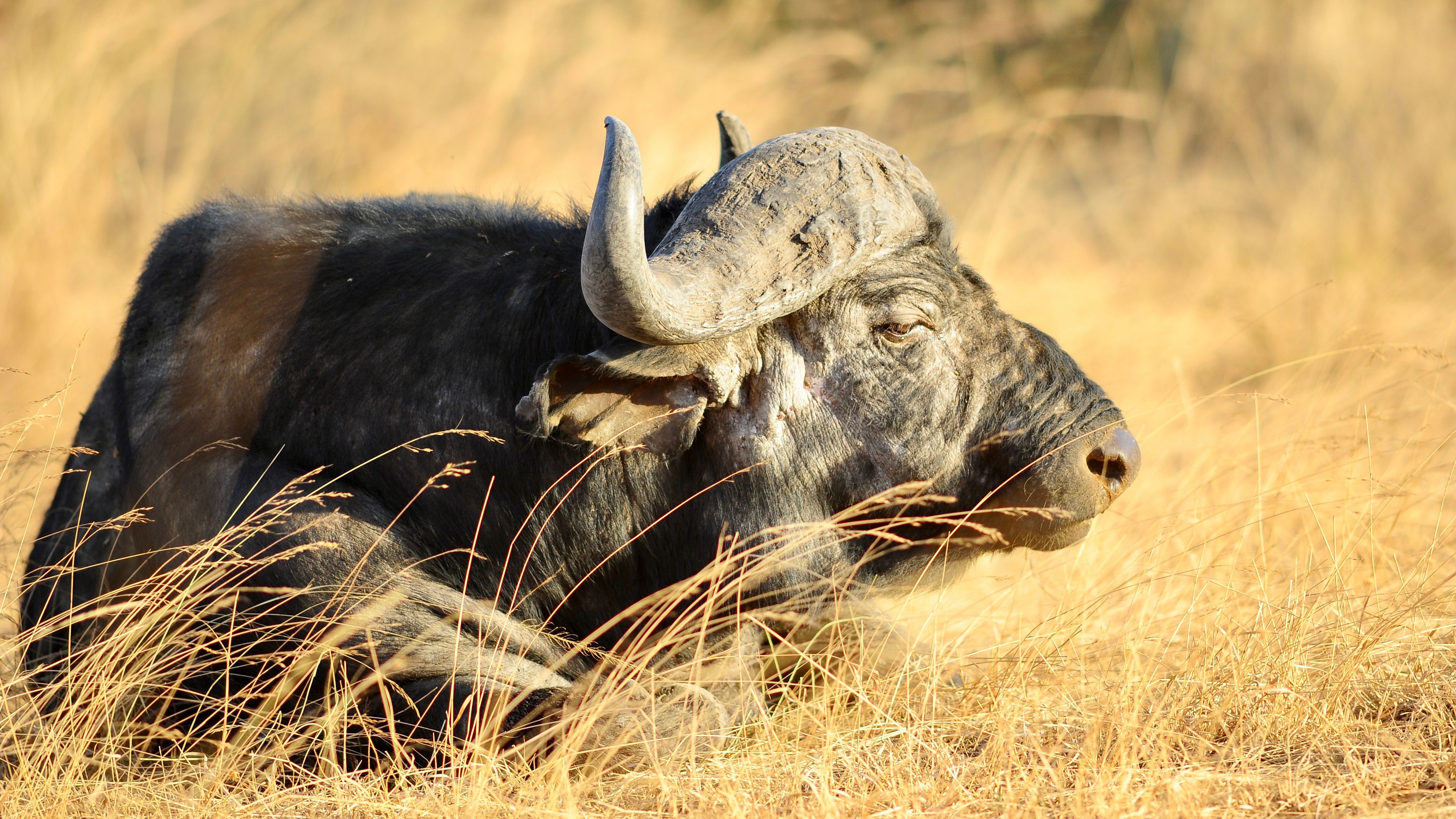 African Buffalo Lying Down in Grass · Free Stock Photo