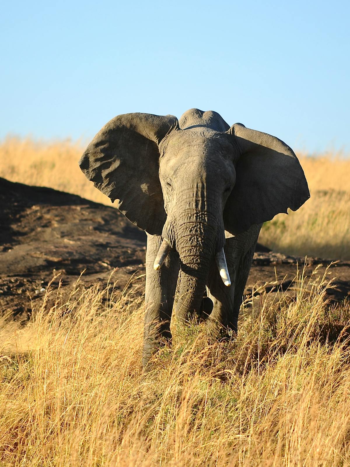 Elephant Hunting Photos, Download The BEST Free Elephant Hunting Stock ...