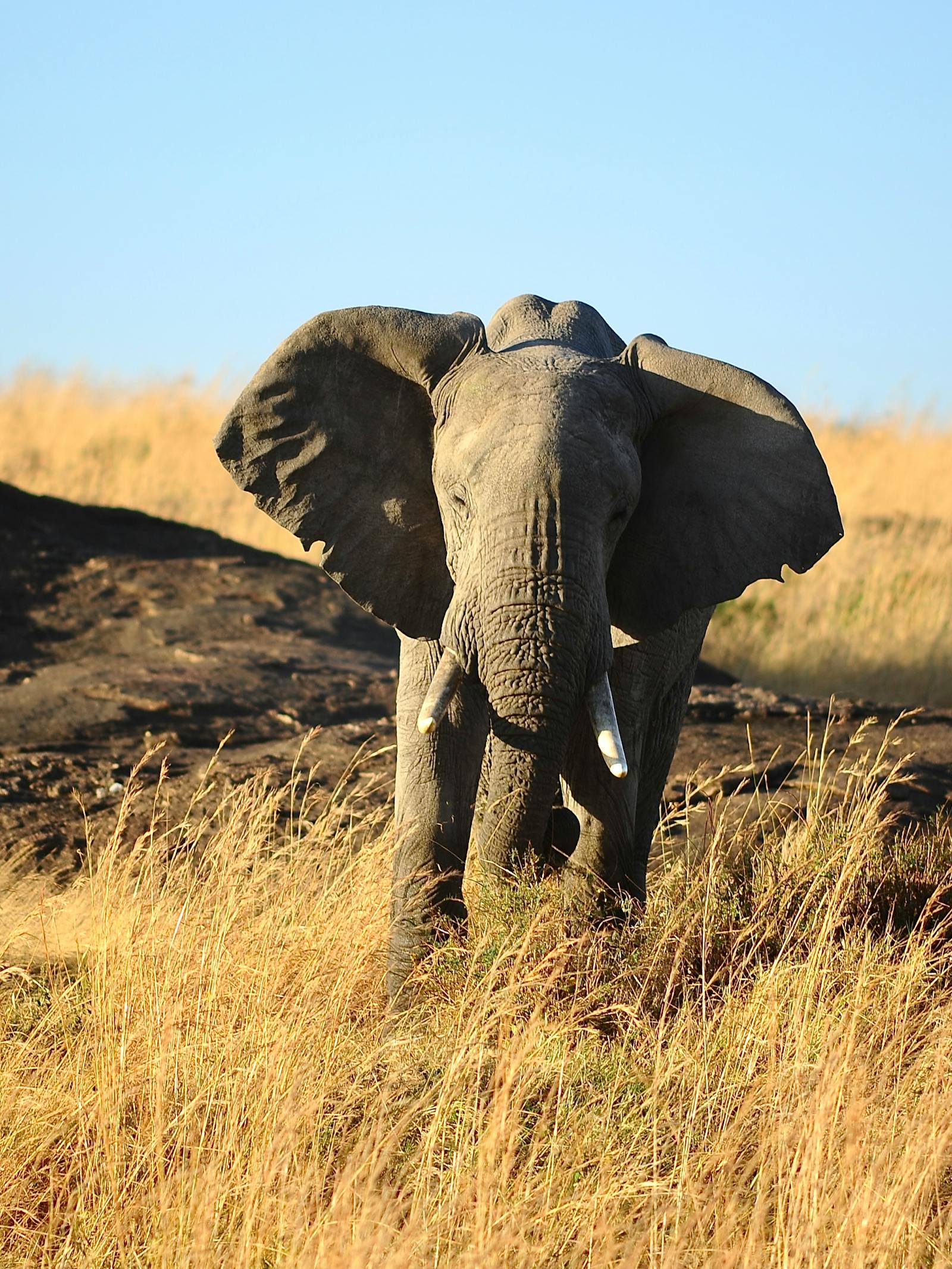 Elephant Hunting Photos, Download The BEST Free Elephant Hunting Stock ...