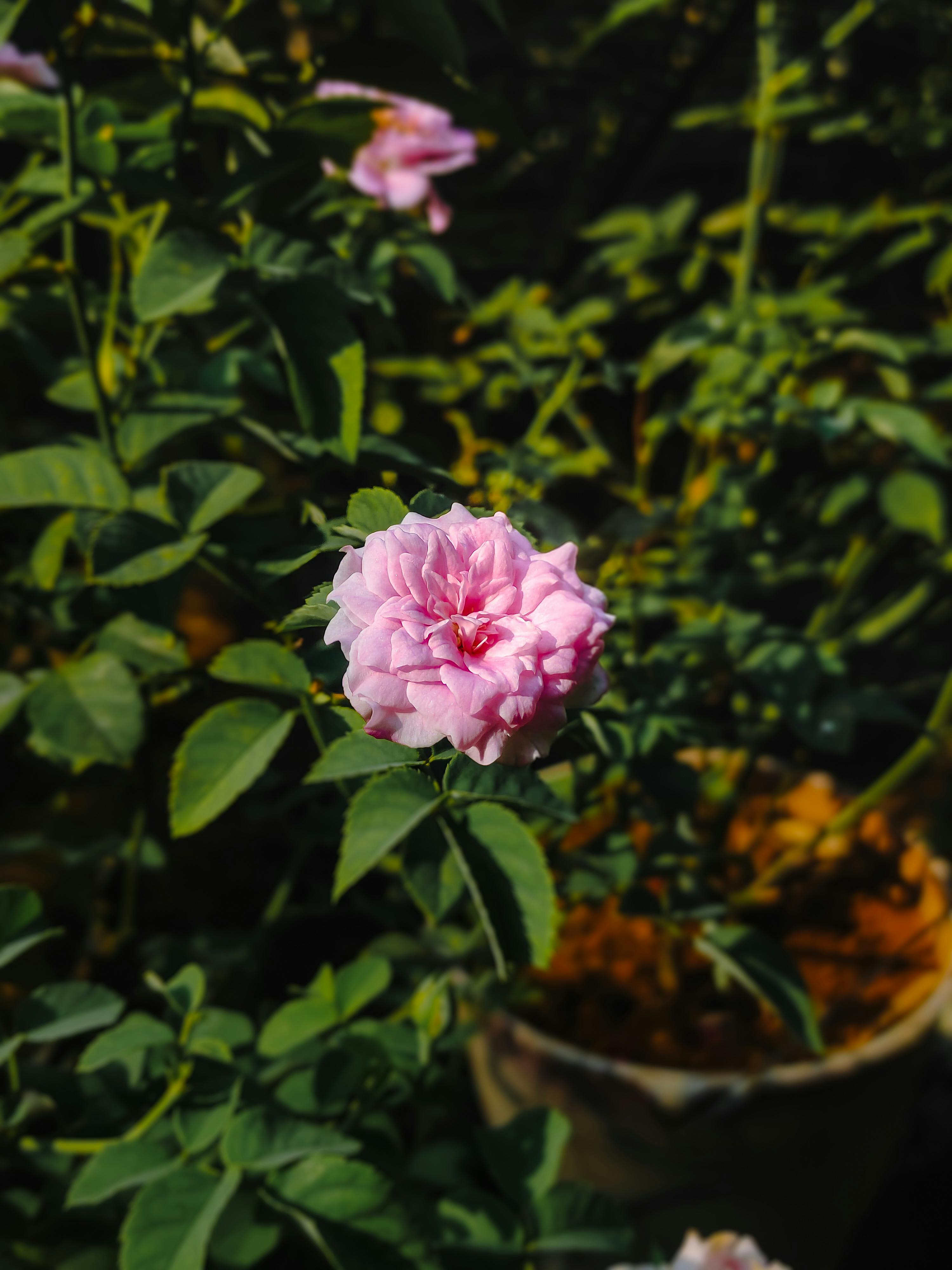 Close-Up Photography of Pink Rose · Free Stock Photo