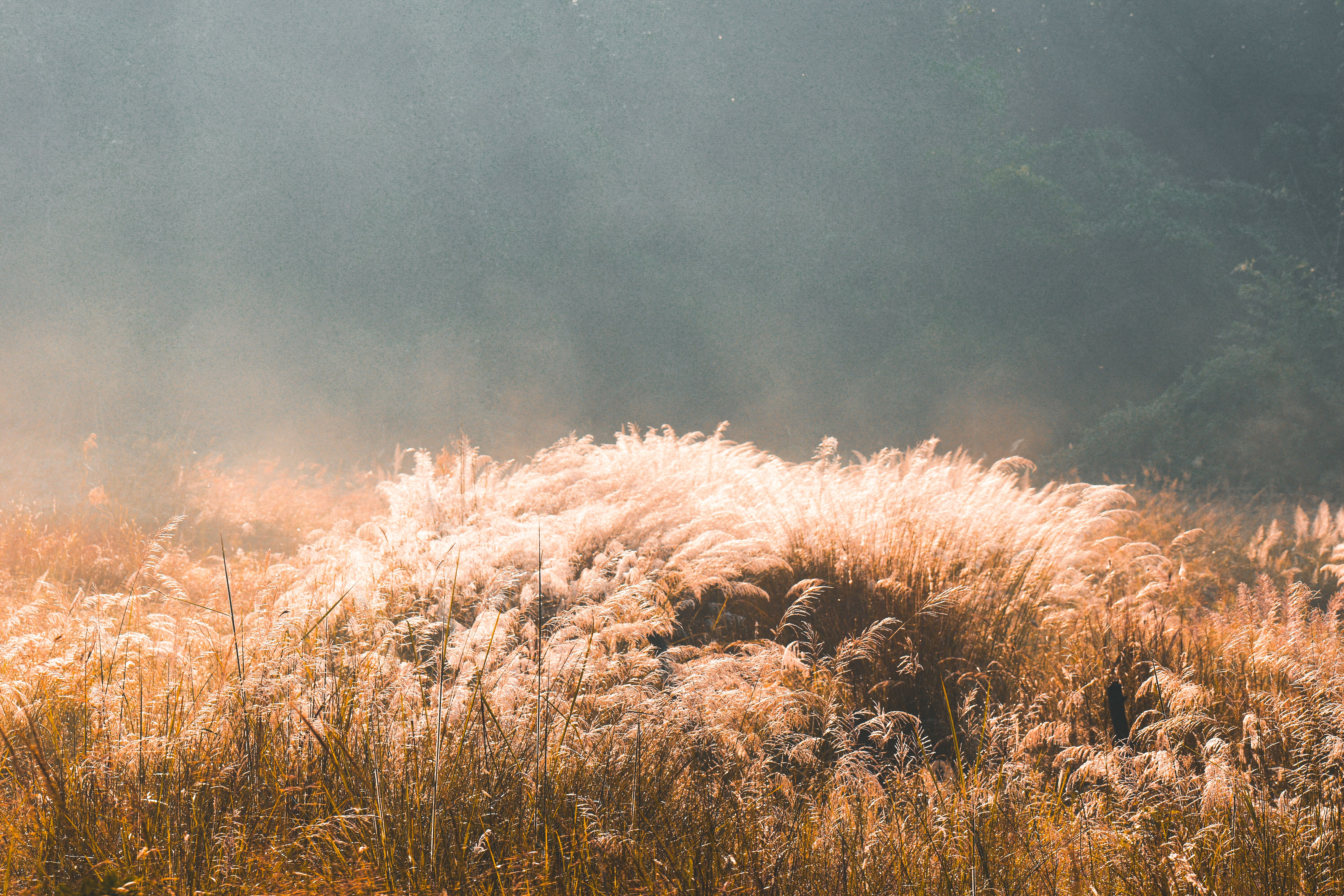 Grasses on Rural Field · Free Stock Photo