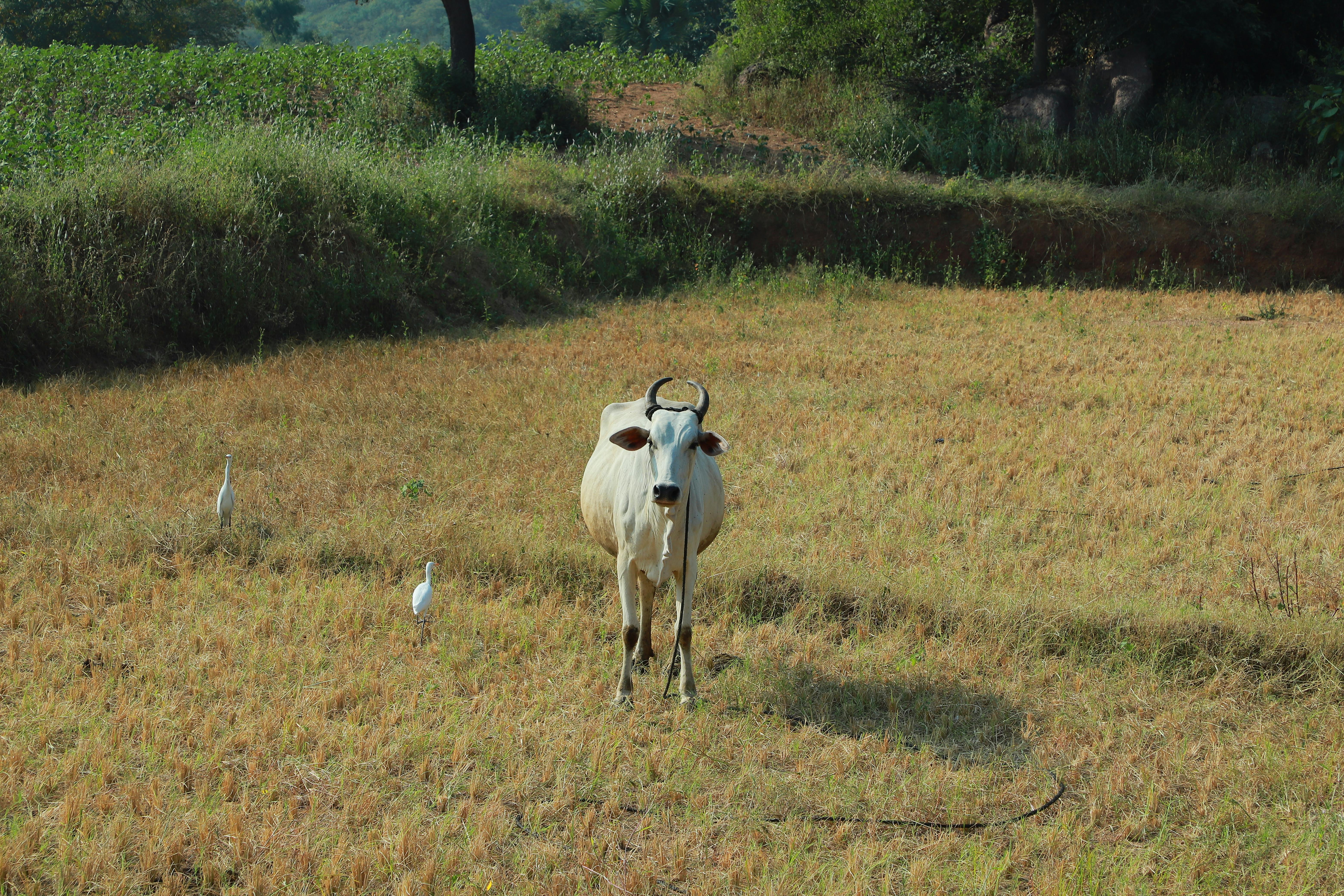 Bulge+Ts Photos, Download The BEST Free Bulge+Ts Stock Photos & HD Images