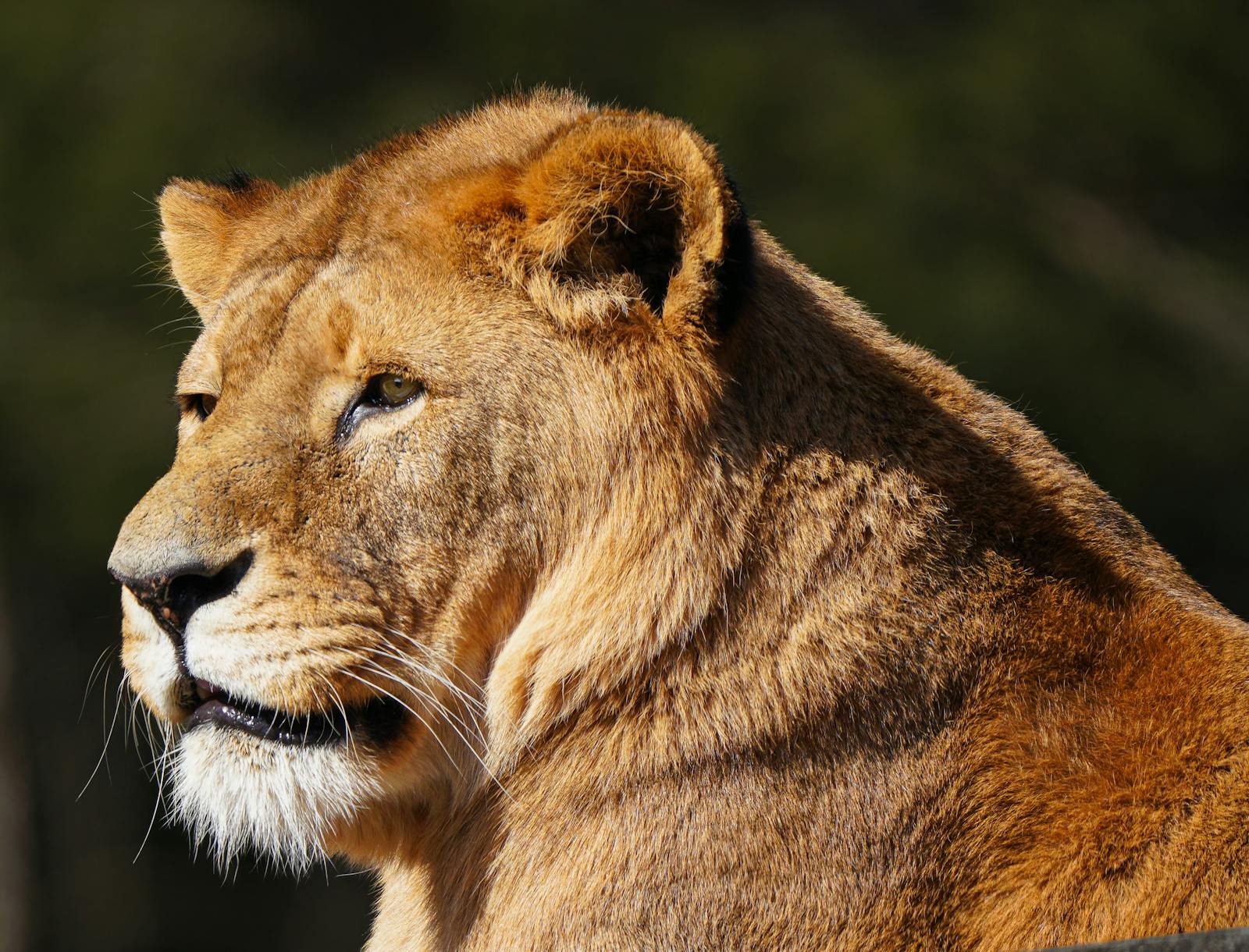 4k Lion Wallpaper Photos, Download The BEST Free 4k Lion Wallpaper ...