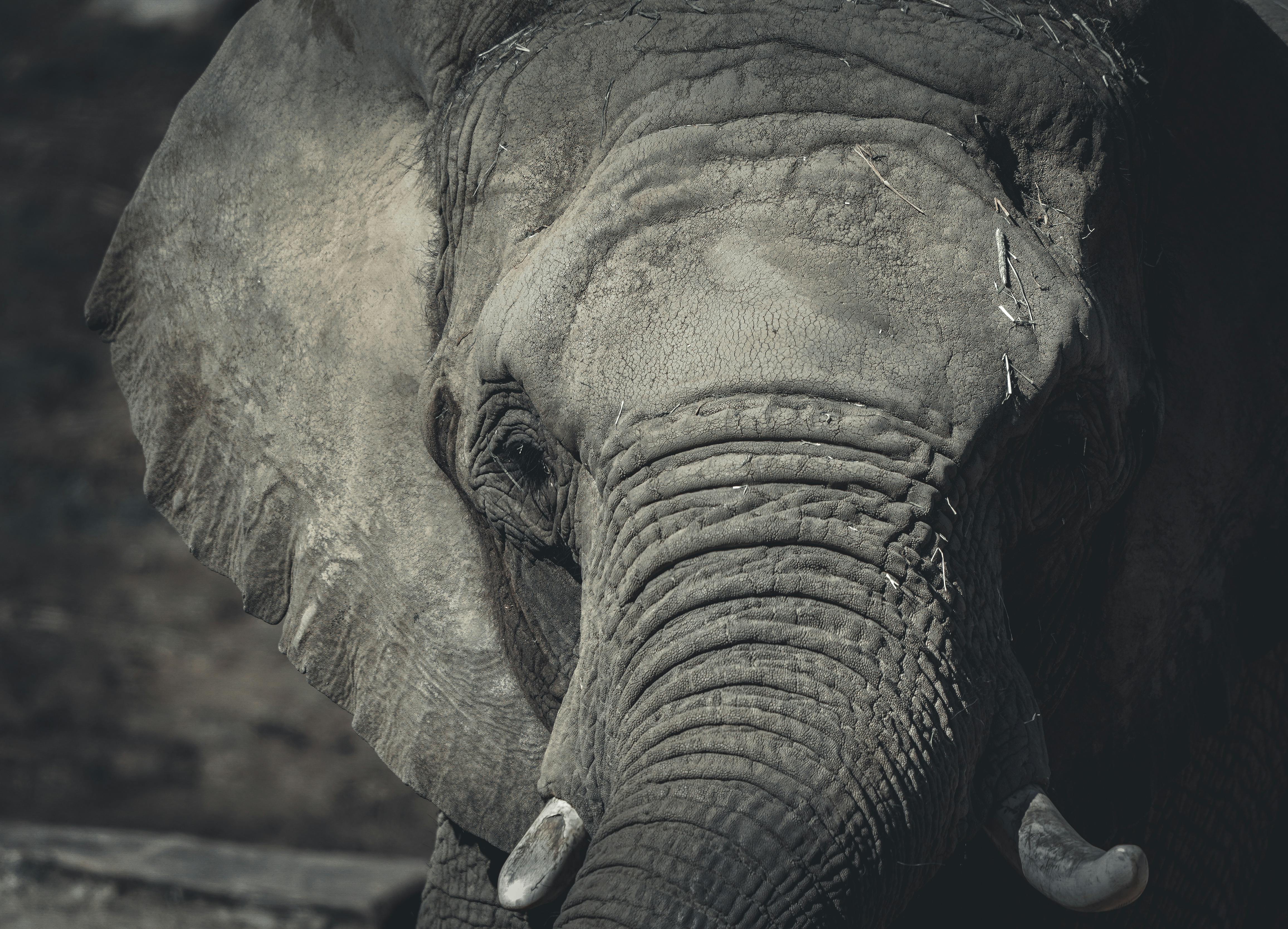 Head of Elephant · Free Stock Photo