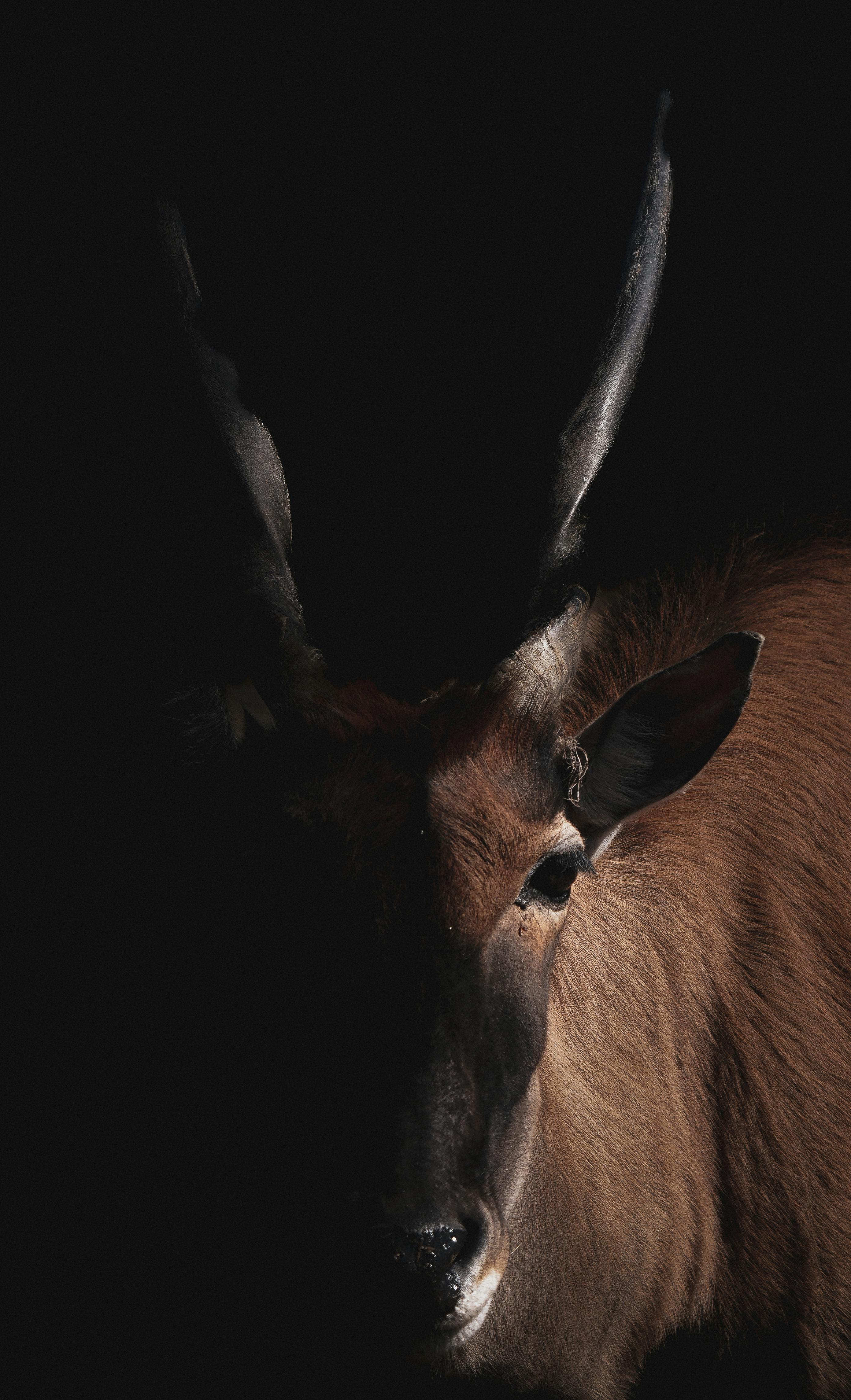 Portrait of an Antelope · Free Stock Photo