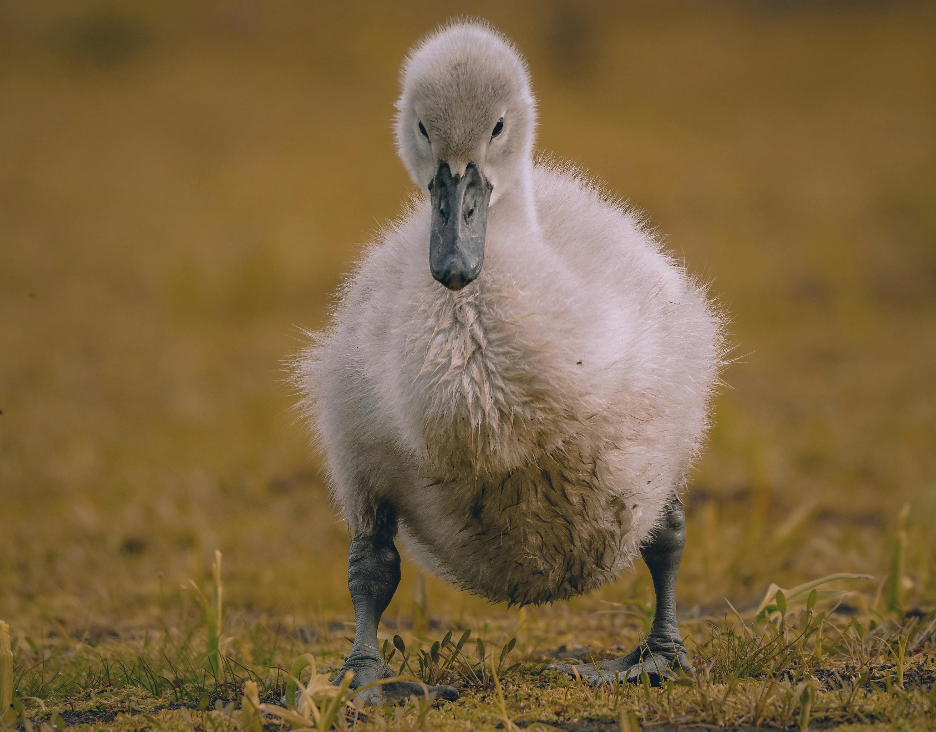 Cygnet on Grass · Free Stock Photo