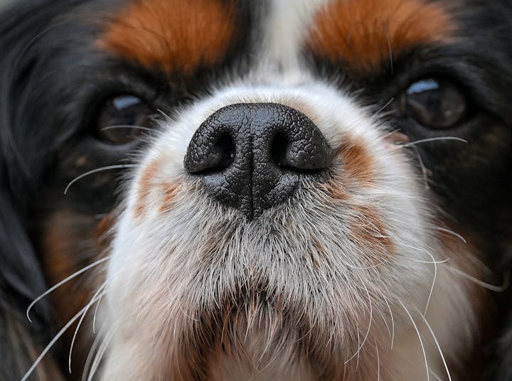 Decoding Dog Nose Colors: A Guide to Canine Facial Features