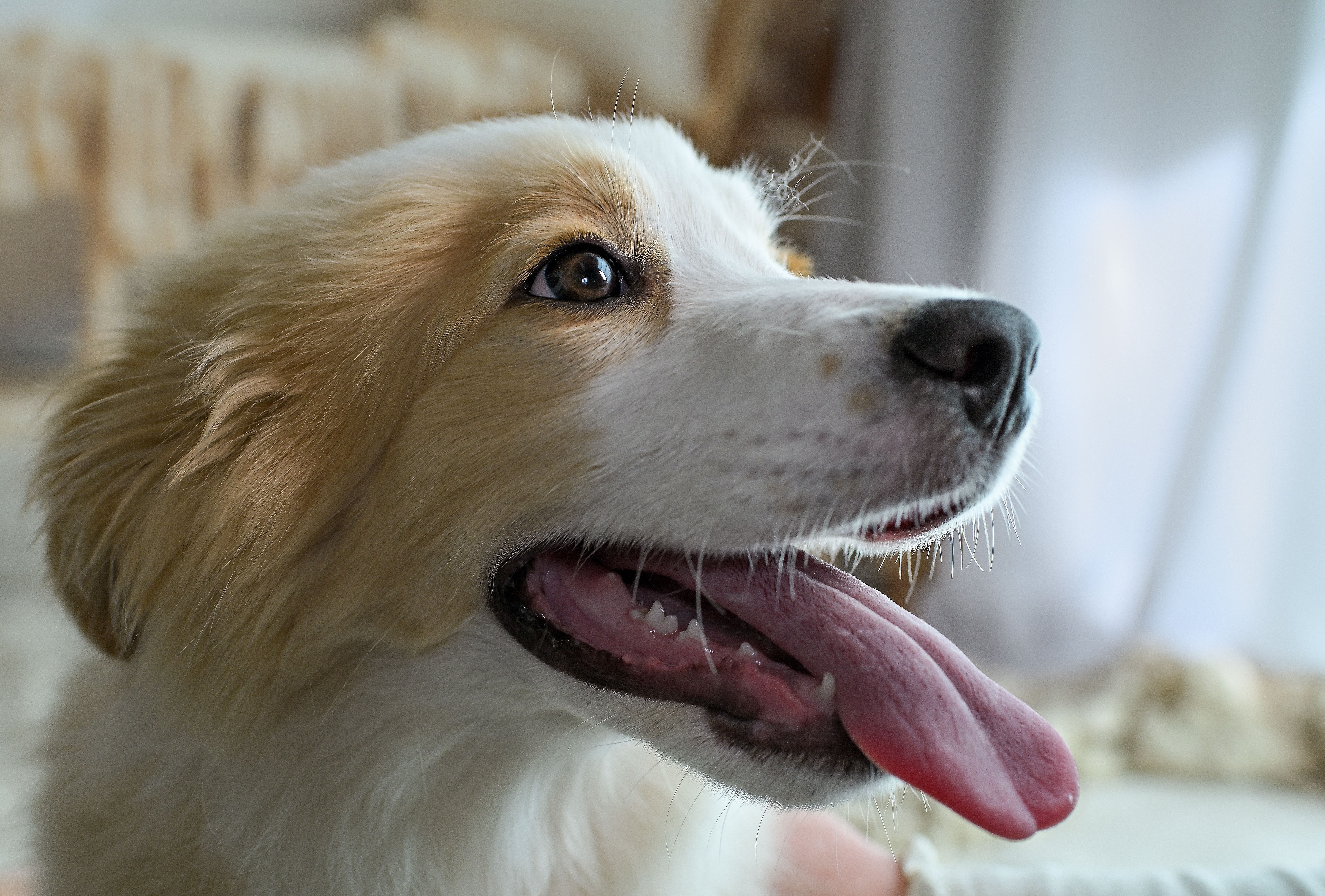 A dog with its tongue out and its tongue hanging out · Free Stock Photo