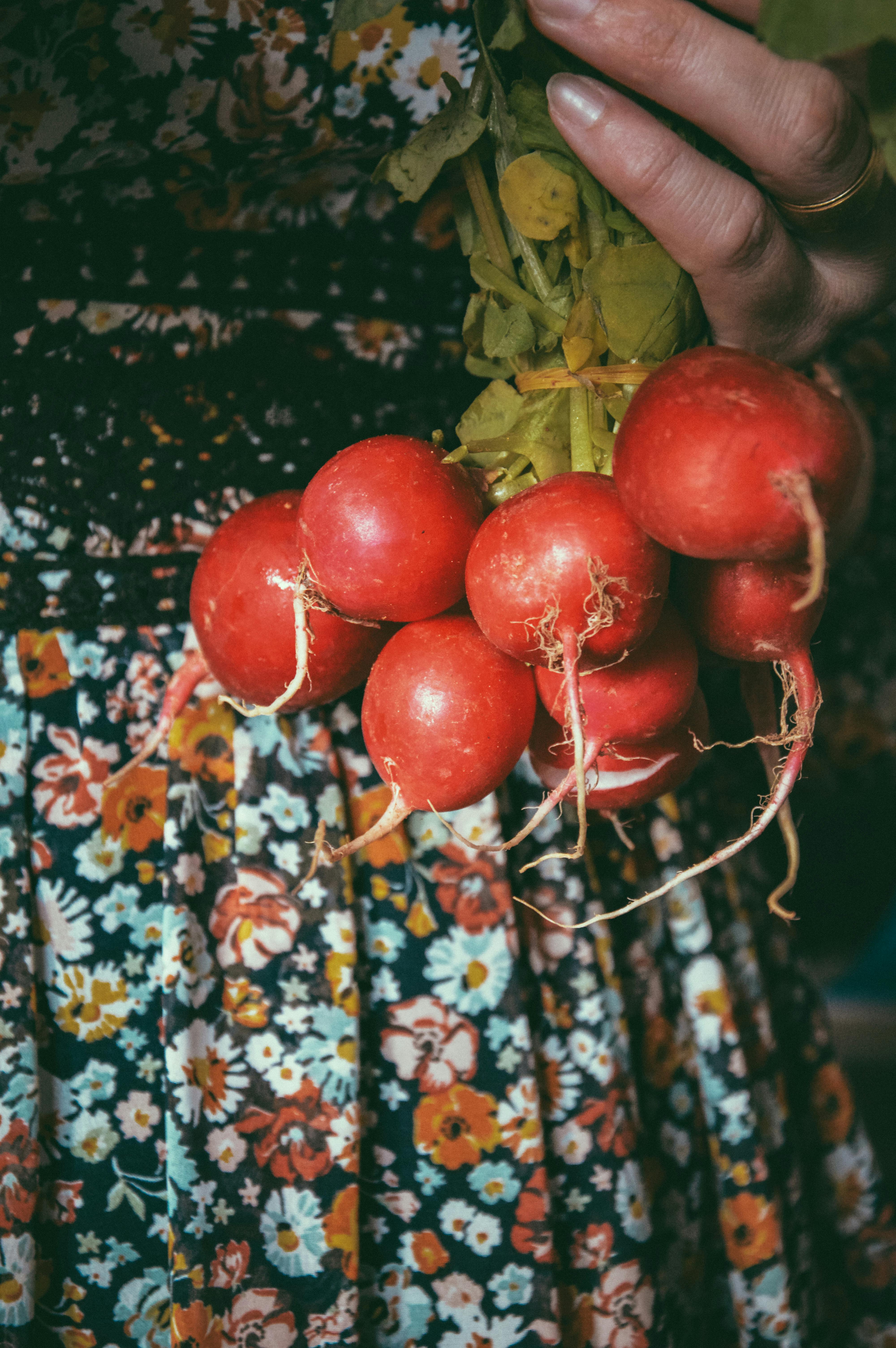 Woman Fingers Holding Radish · Free Stock Photo