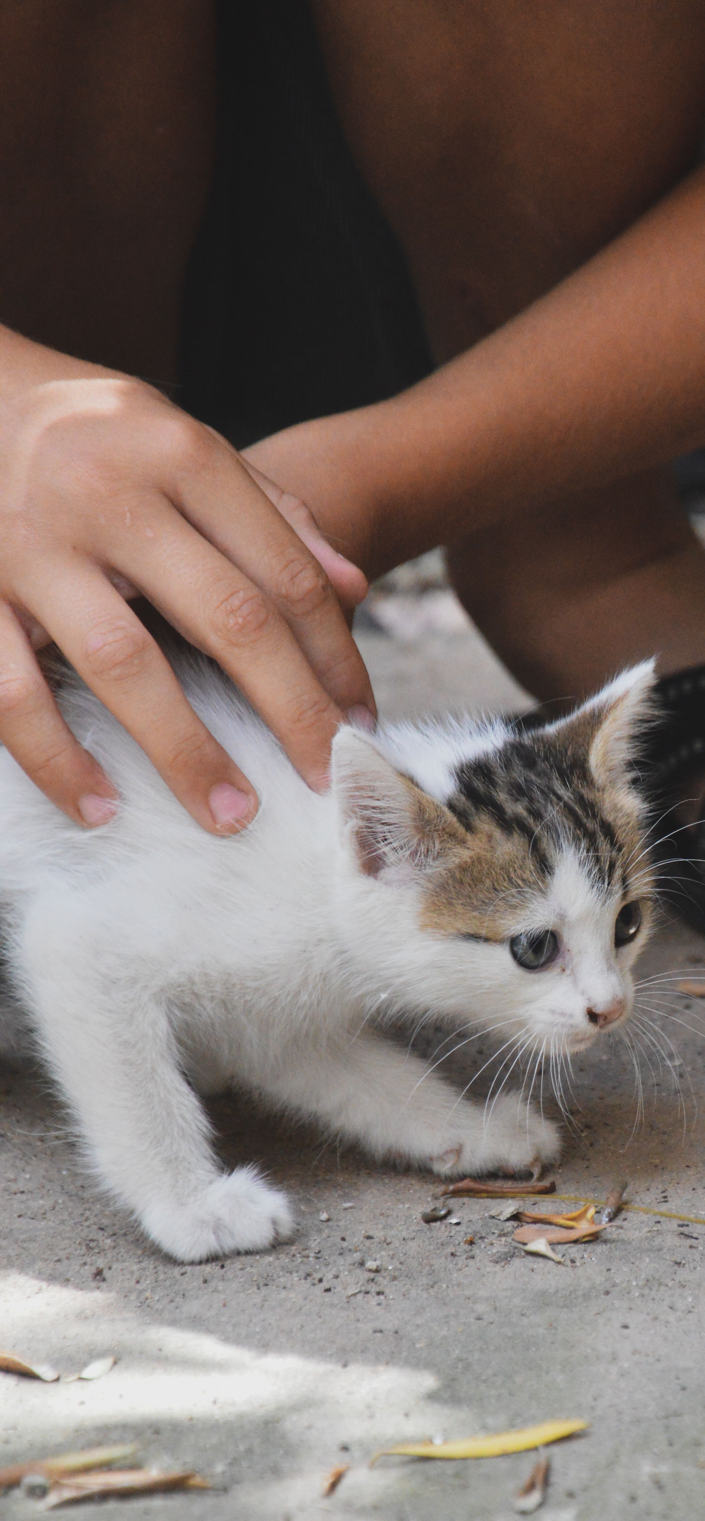 Cool Cat Photos, Download The BEST Free Cool Cat Stock Photos & HD Images