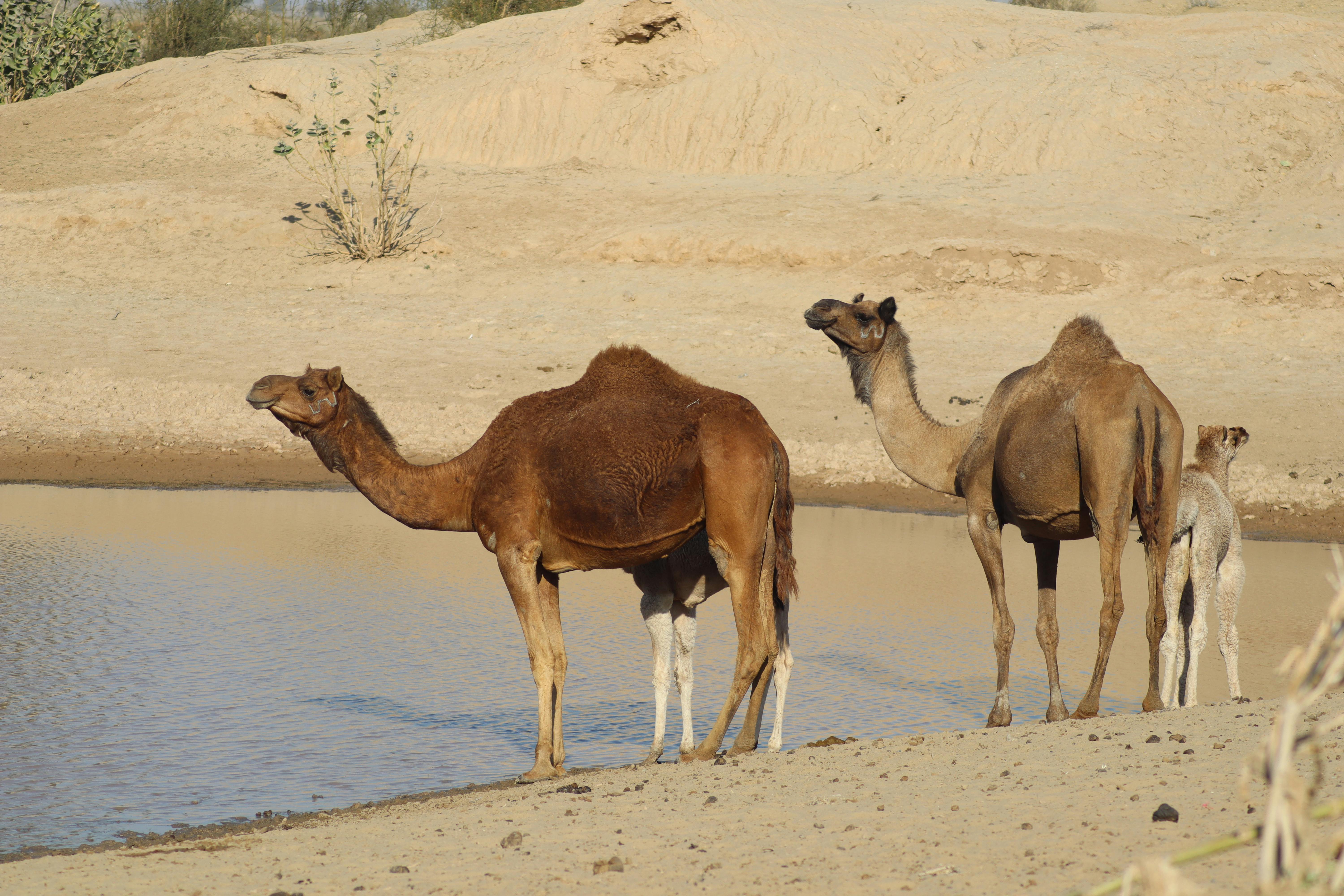 A group of camels standing near a body of water · Free Stock Photo