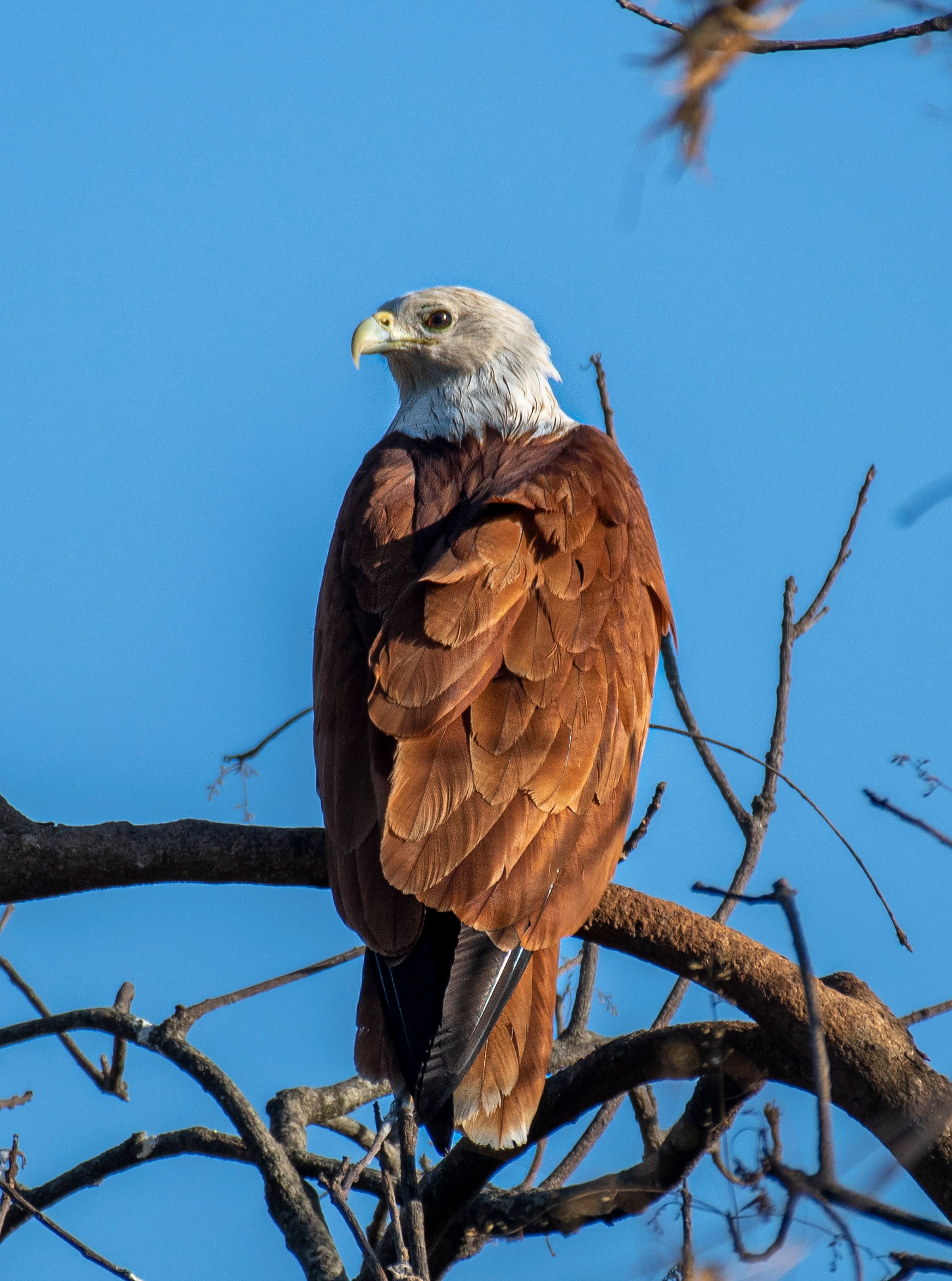 Burung Elang Botak Di Cabang Pohon · Foto Stok Gratis