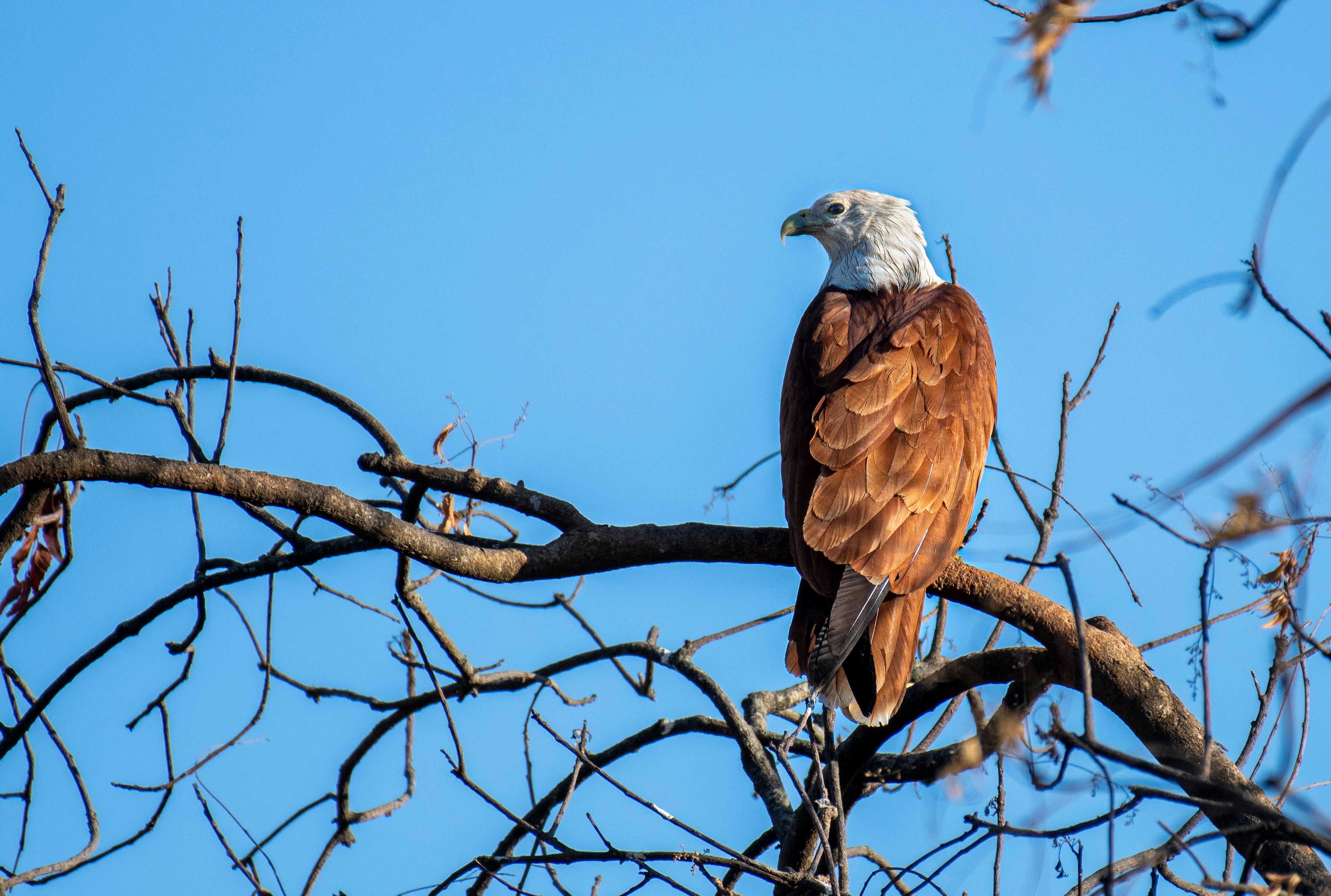 Bald Eagle on Tree · Free Stock Photo