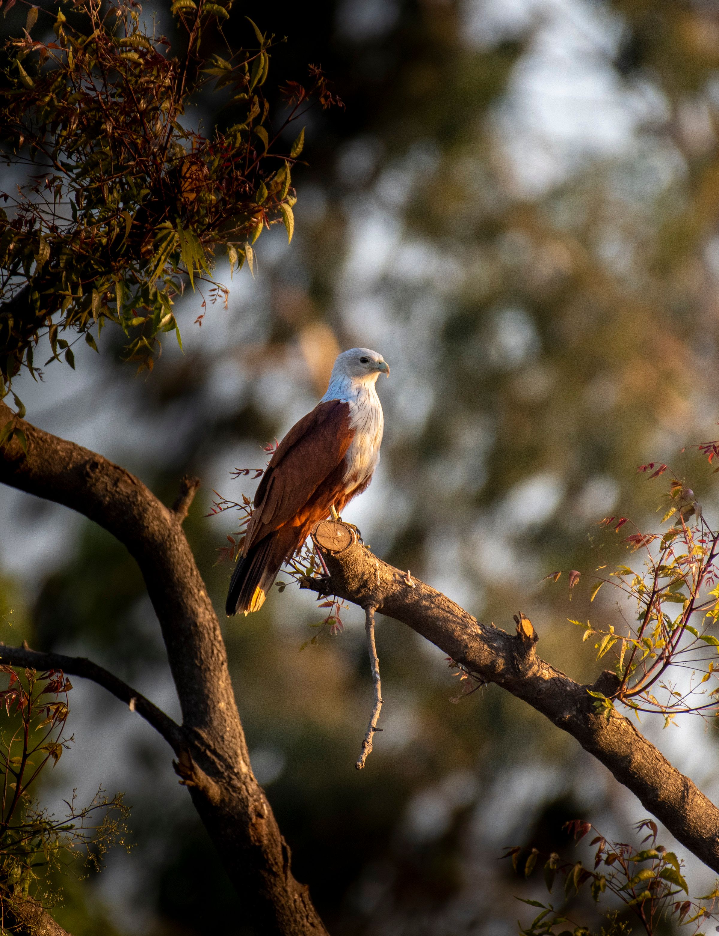 Selective Focus of Brahminy Kite Bird · Free Stock Photo