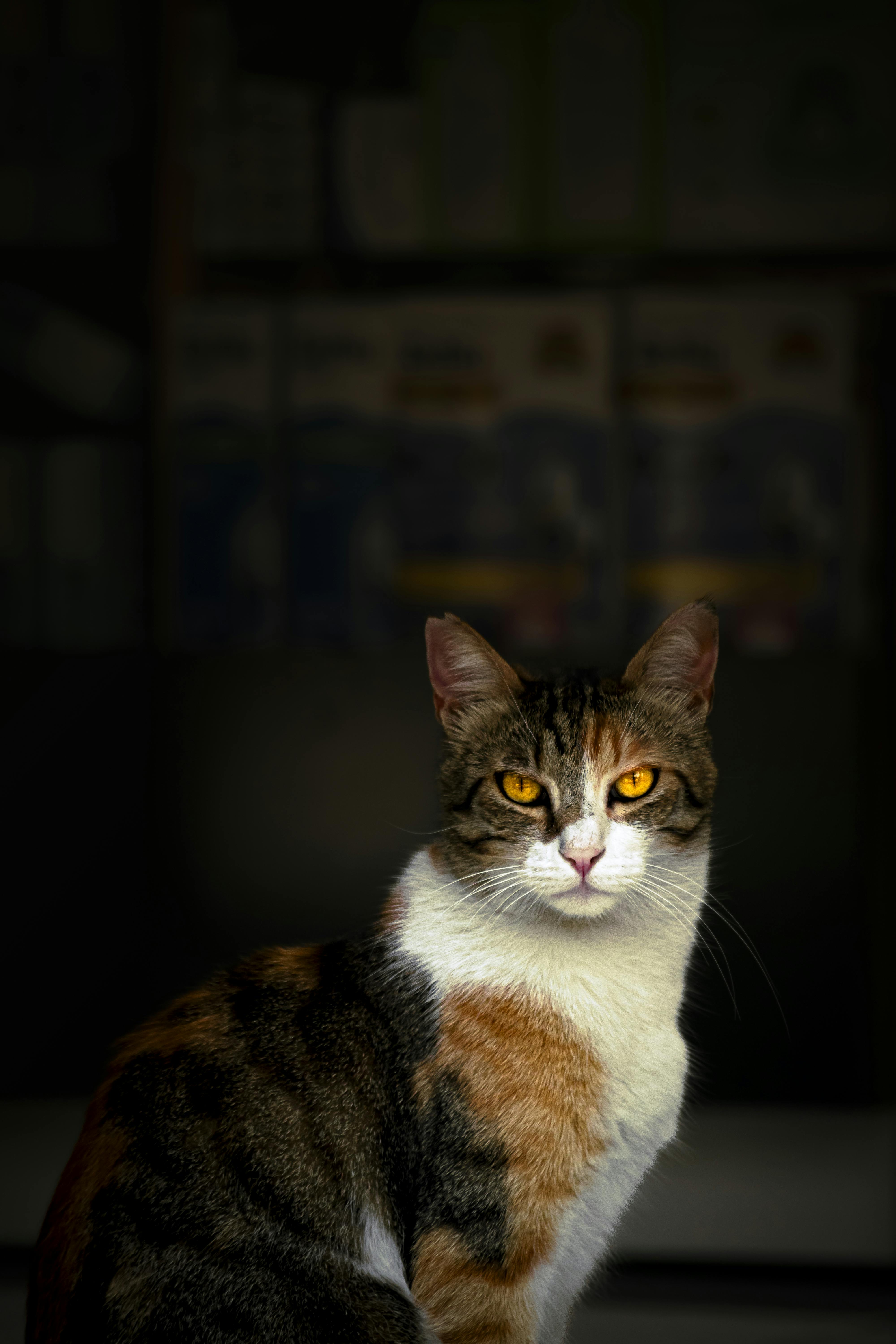 Serious Cat Staring · Free Stock Photo