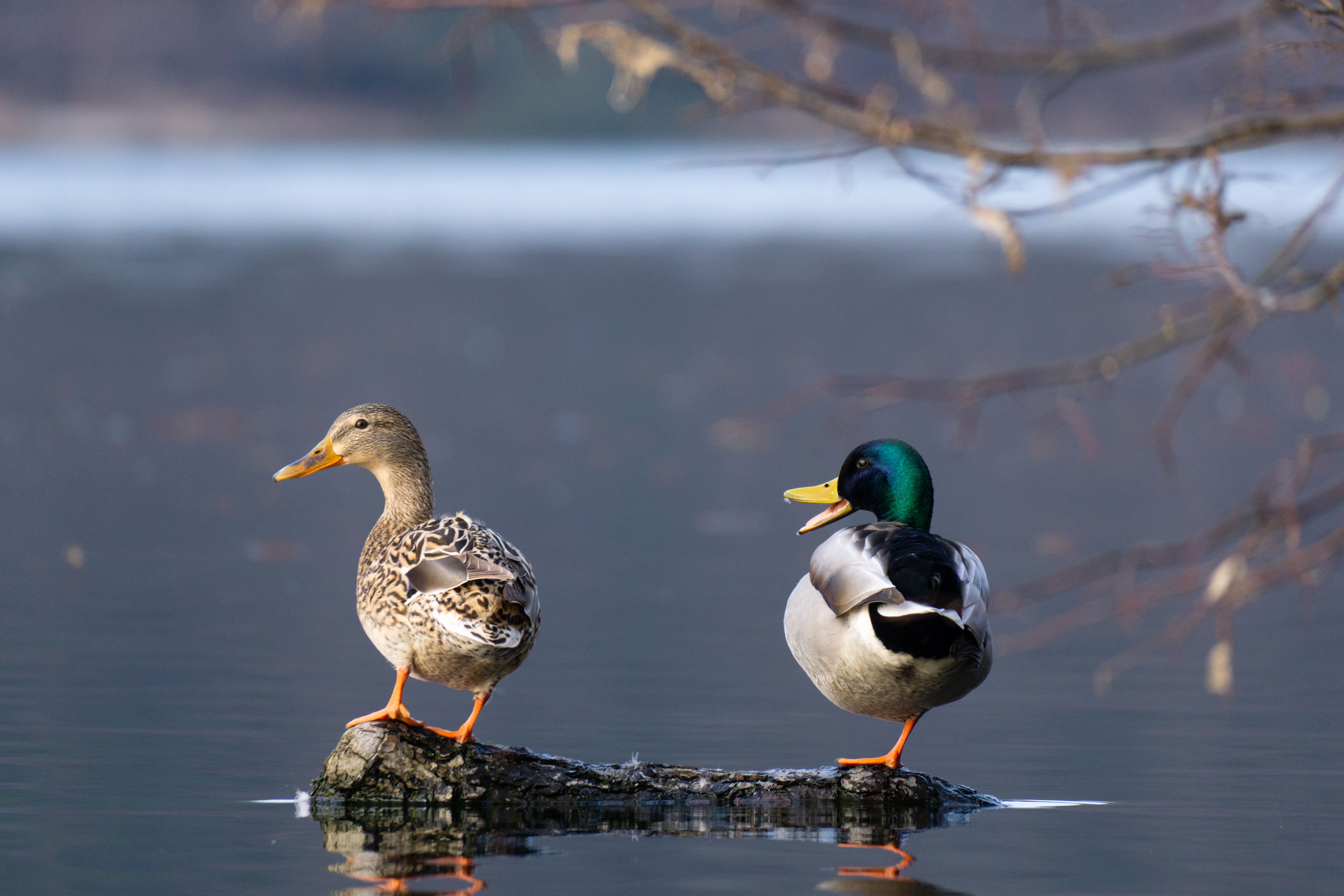 Ducks on Lake · Free Stock Photo