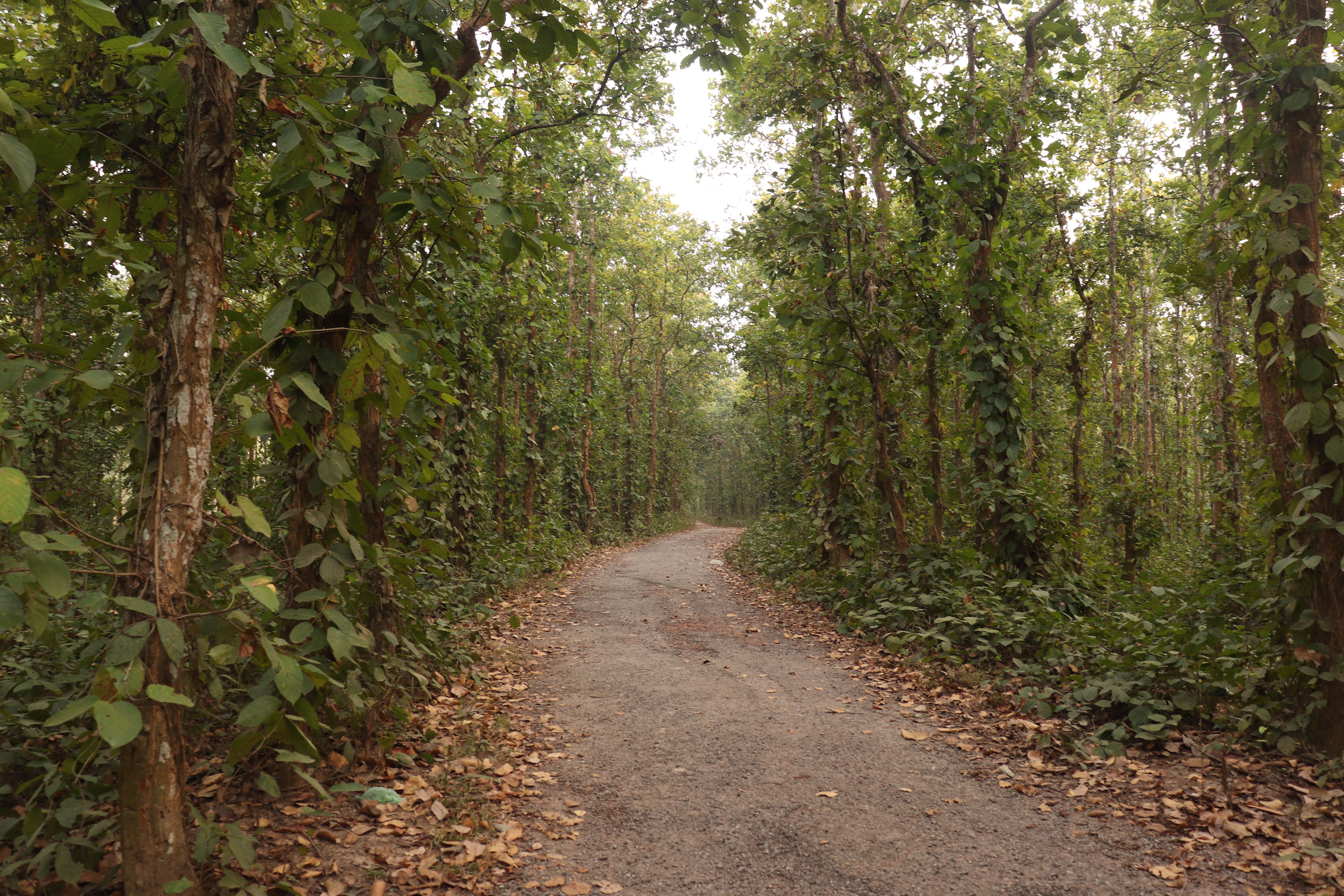 View of a Dirt Road between Green Trees · Free Stock Photo