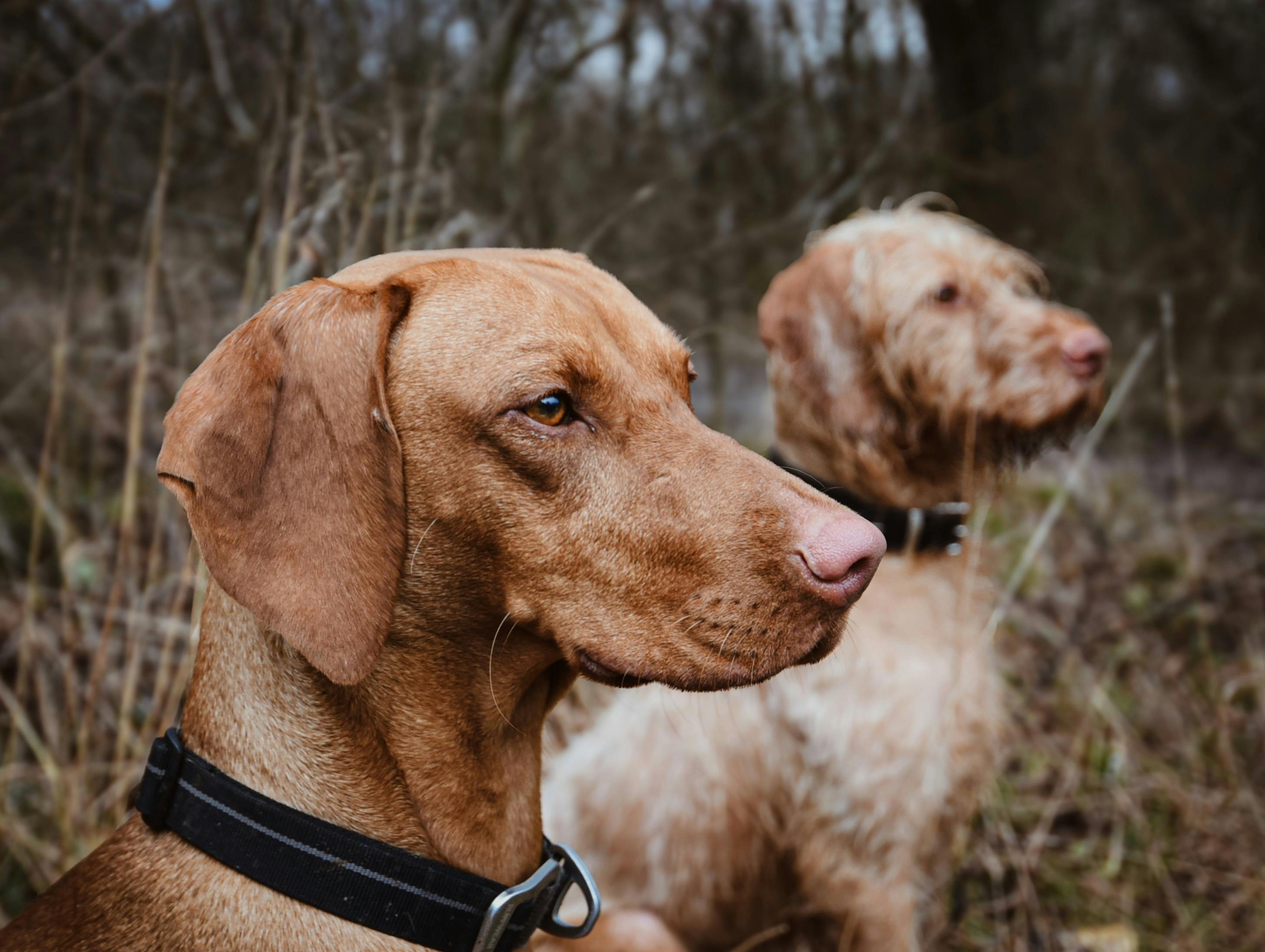 4k Pets Photos, Download The BEST Free 4k Pets Stock Photos & HD Images