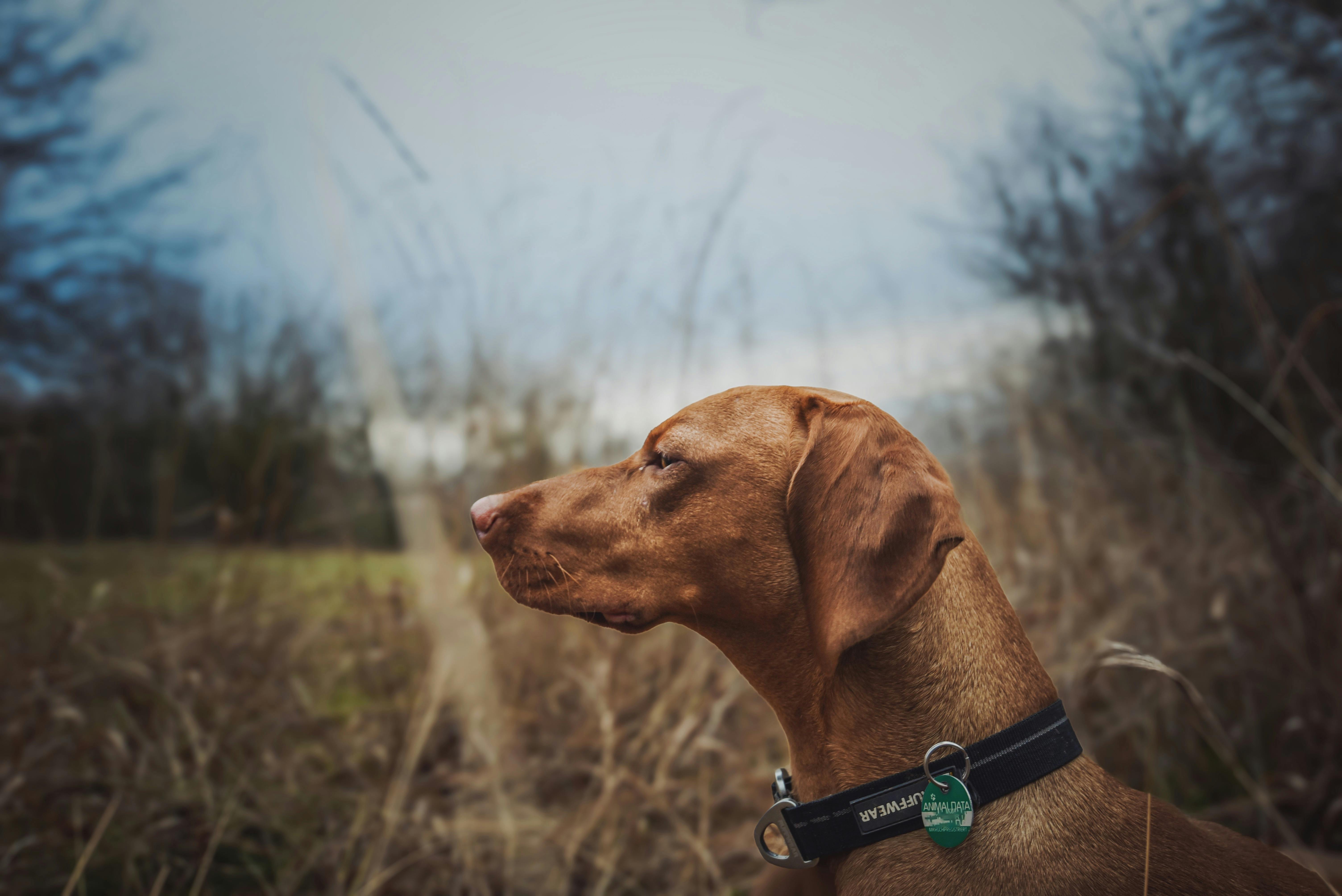 Dog Backround Photos, Download The BEST Free Dog Backround Stock Photos ...