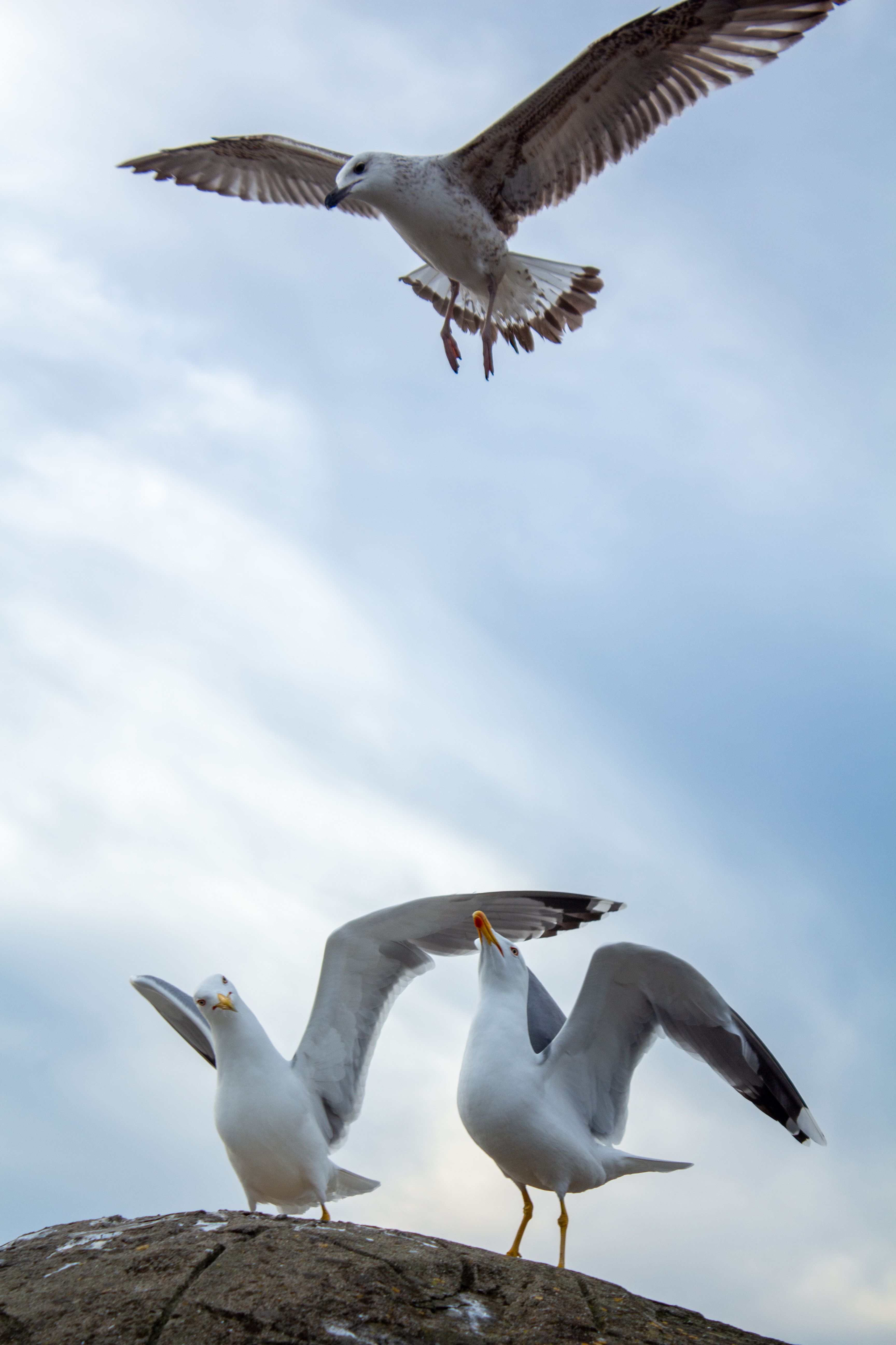 Three seagulls are flying over a rock · Free Stock Photo
